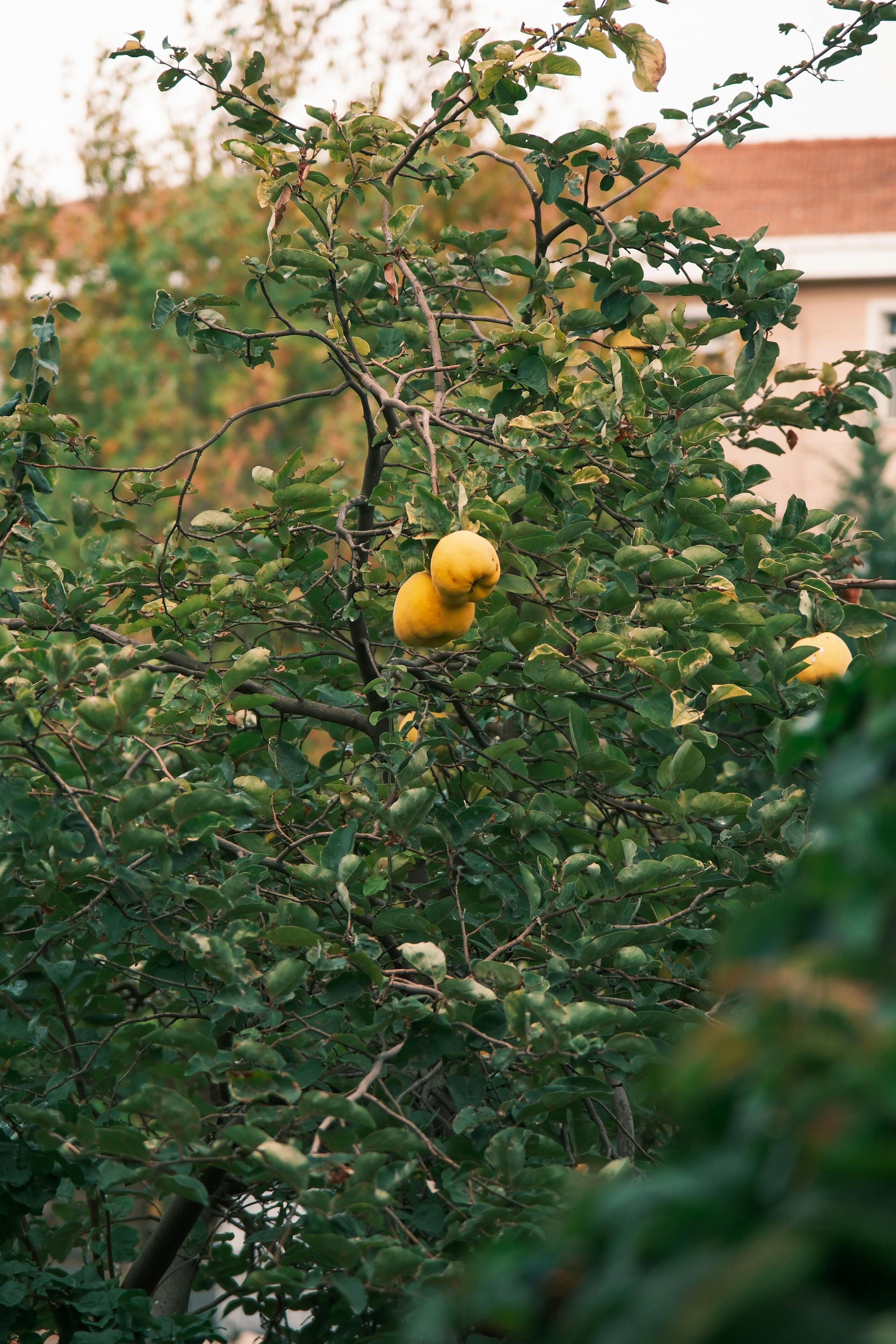 Fruit Tree Cultivation Photos, Download The BEST Free Fruit Tree ...