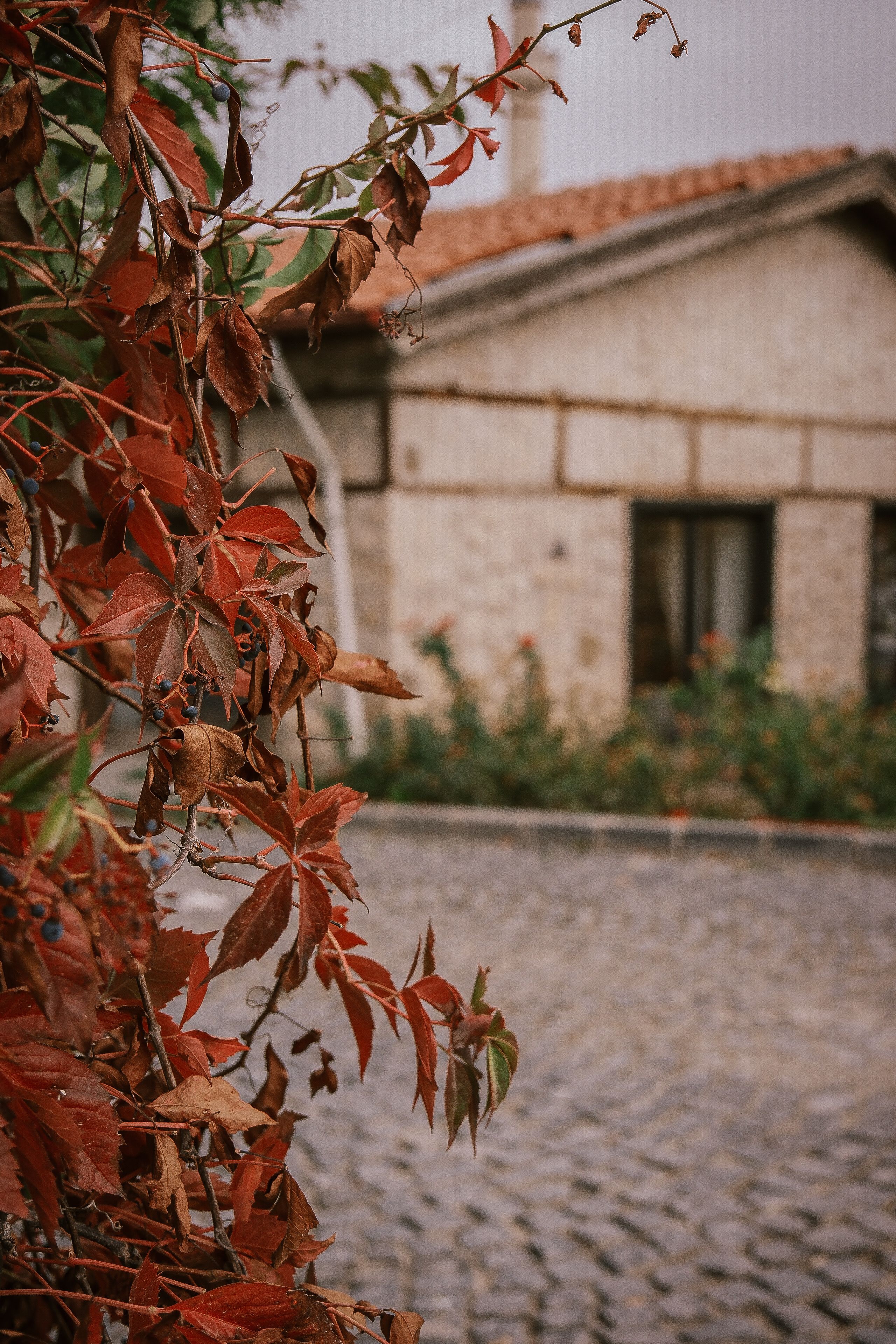 Charming Stone Cottage with Autumn Ivy Decor · Free Stock Photo