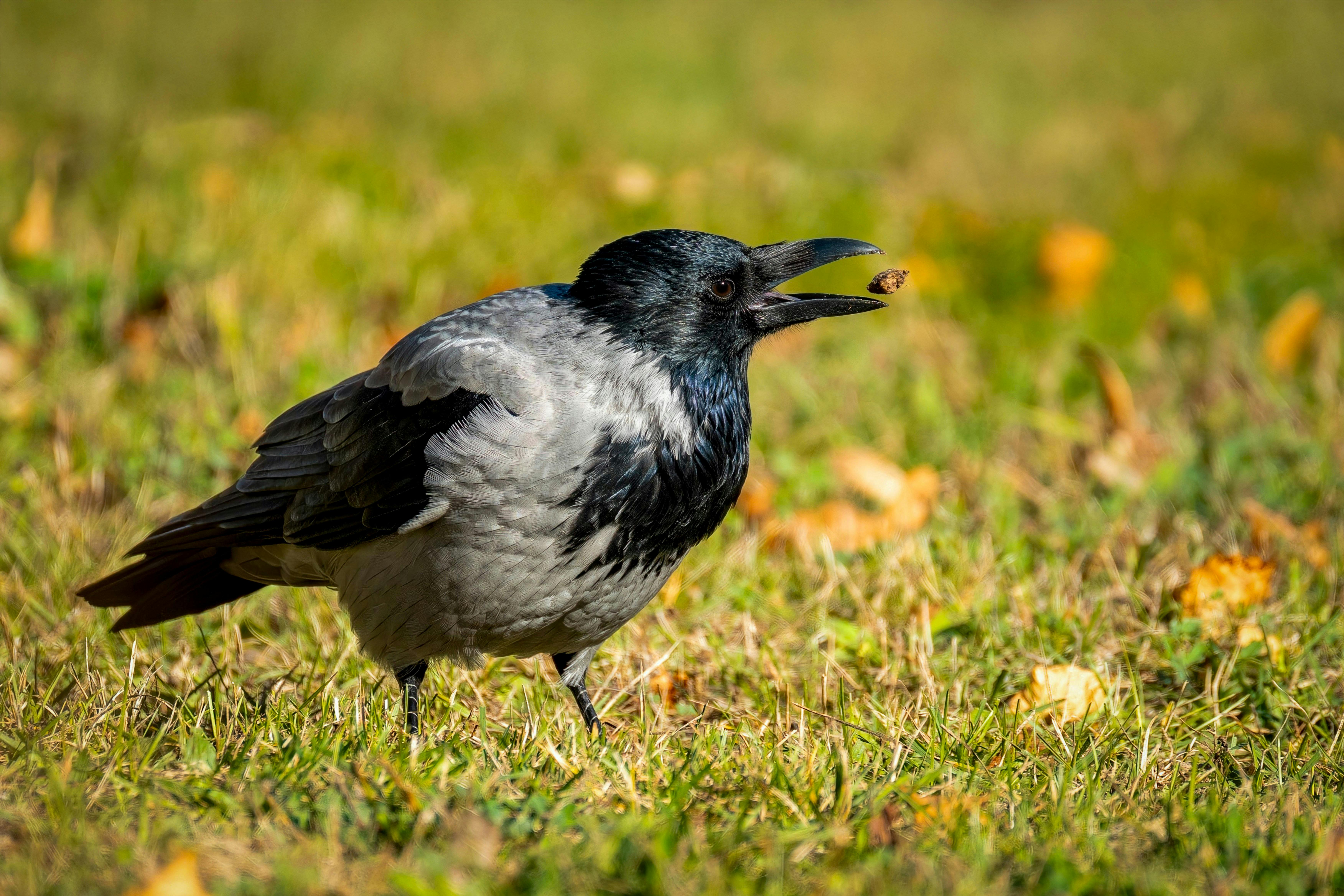 Hooded Crow in Natural Habitat with a Nut · Free Stock Photo