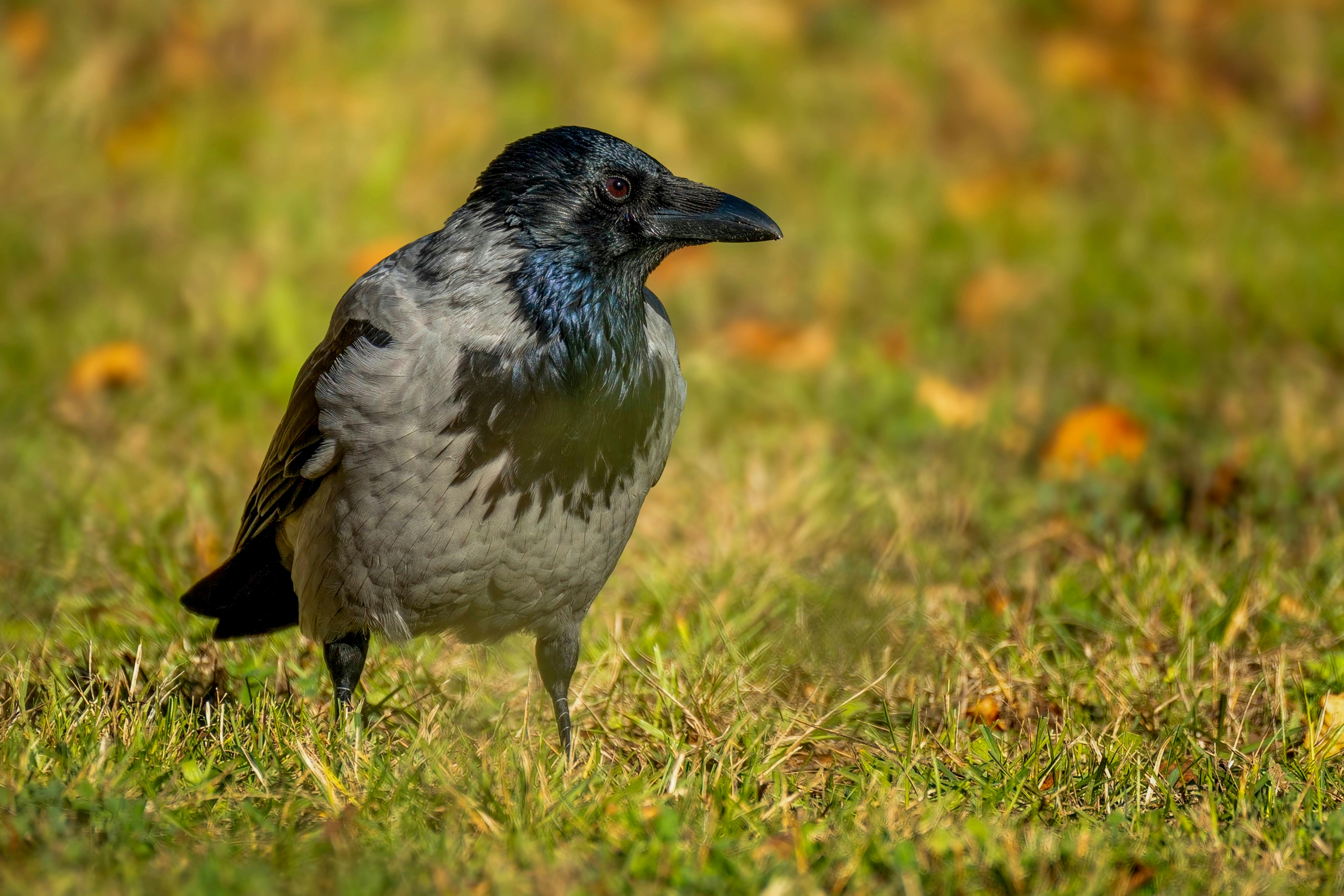 Hooded Crow on Green Grass in Springtime · Free Stock Photo