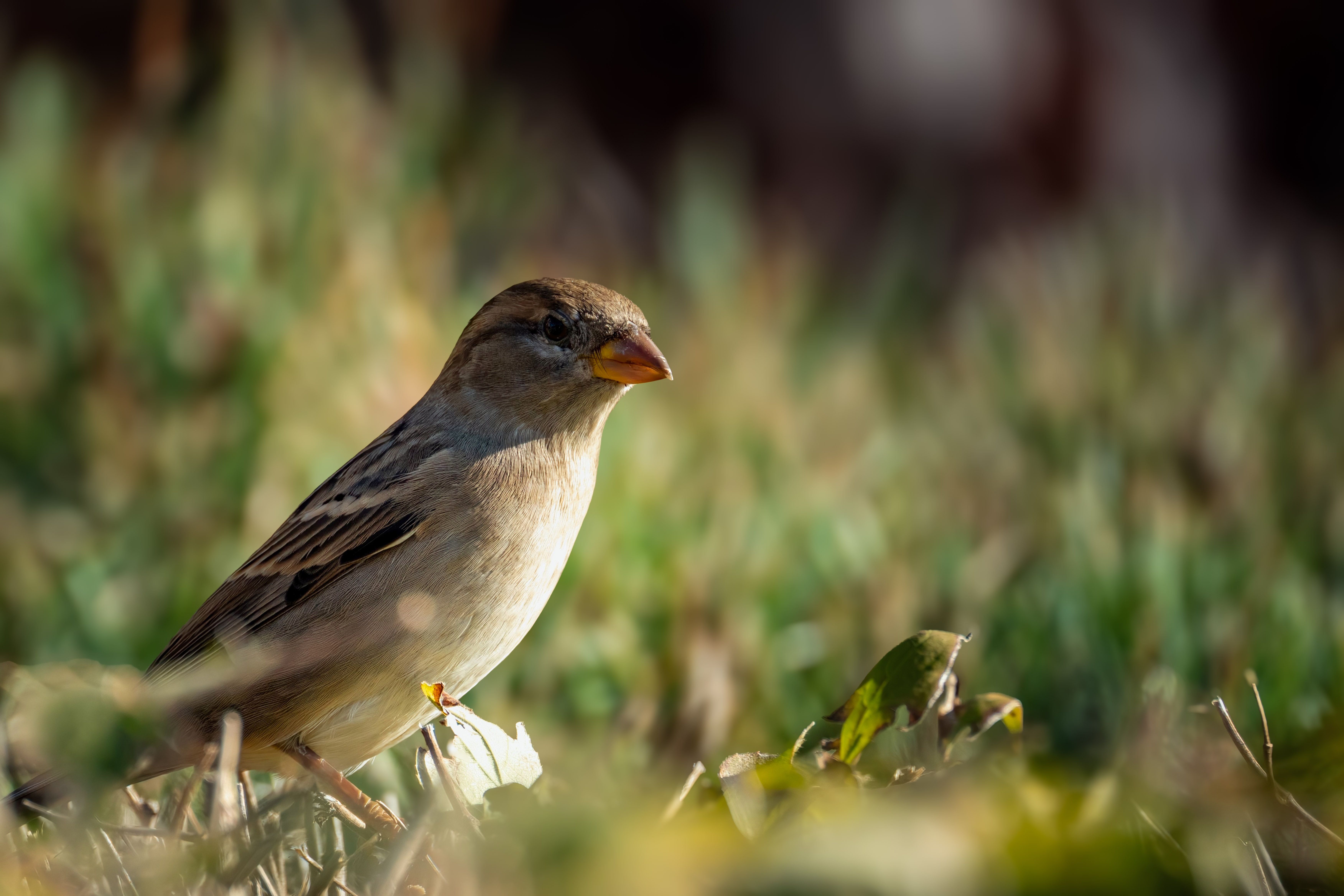 Close-up of a House Sparrow in Natural Habitat · Free Stock Photo