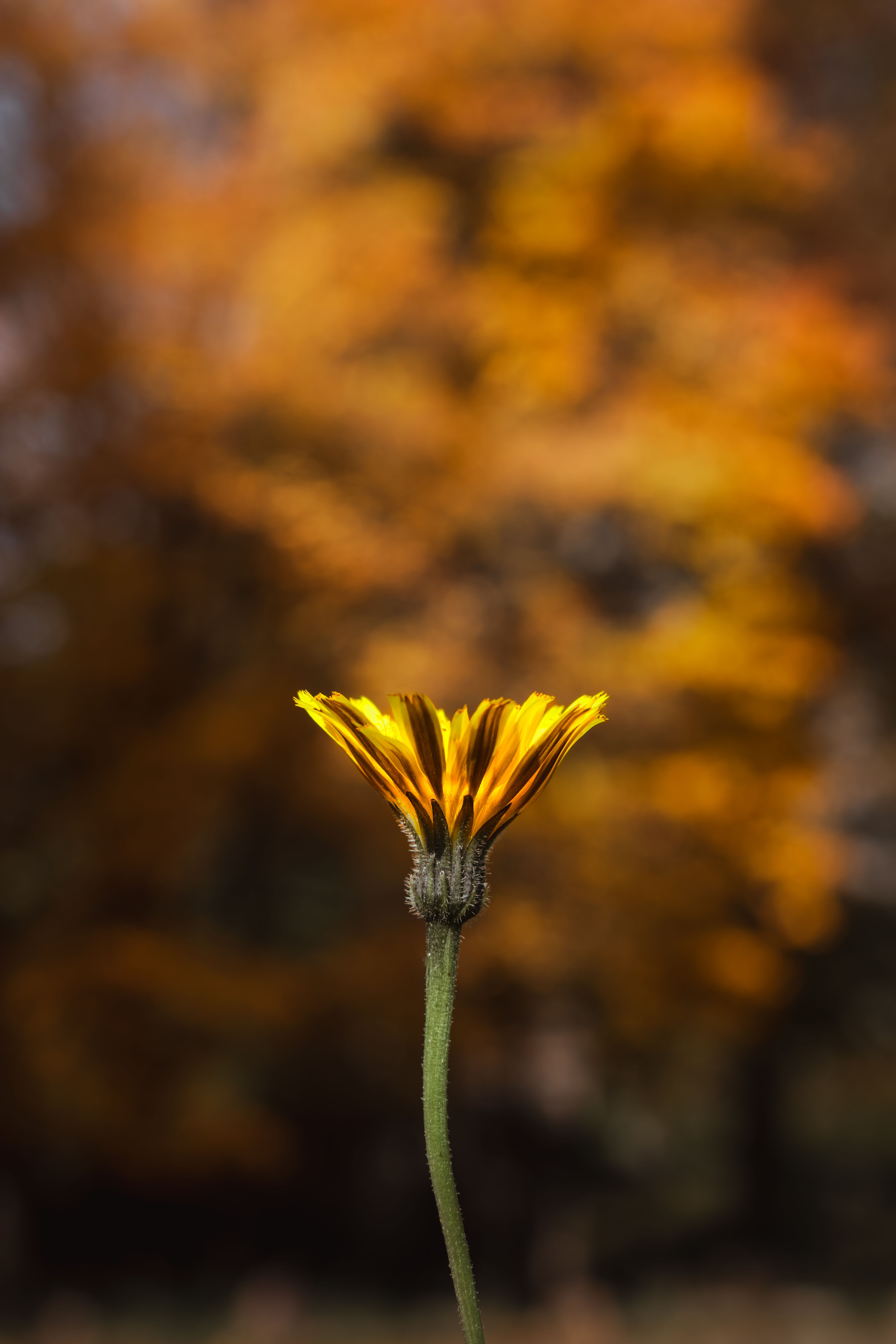 Solitary Yellow Flower in Autumn Landscape · Free Stock Photo