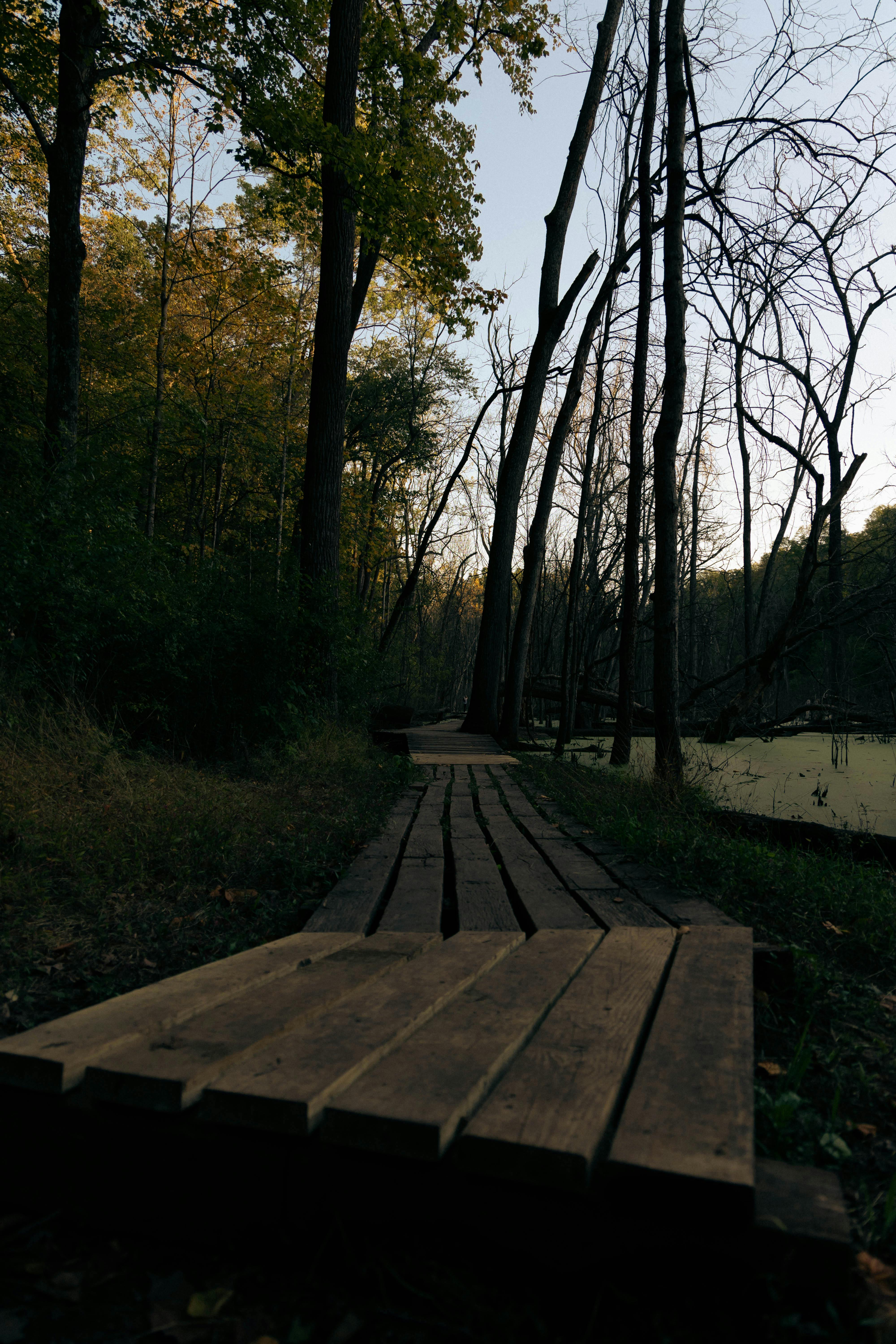 Slatted Wood Pathway Between Trees · Free Stock Photo