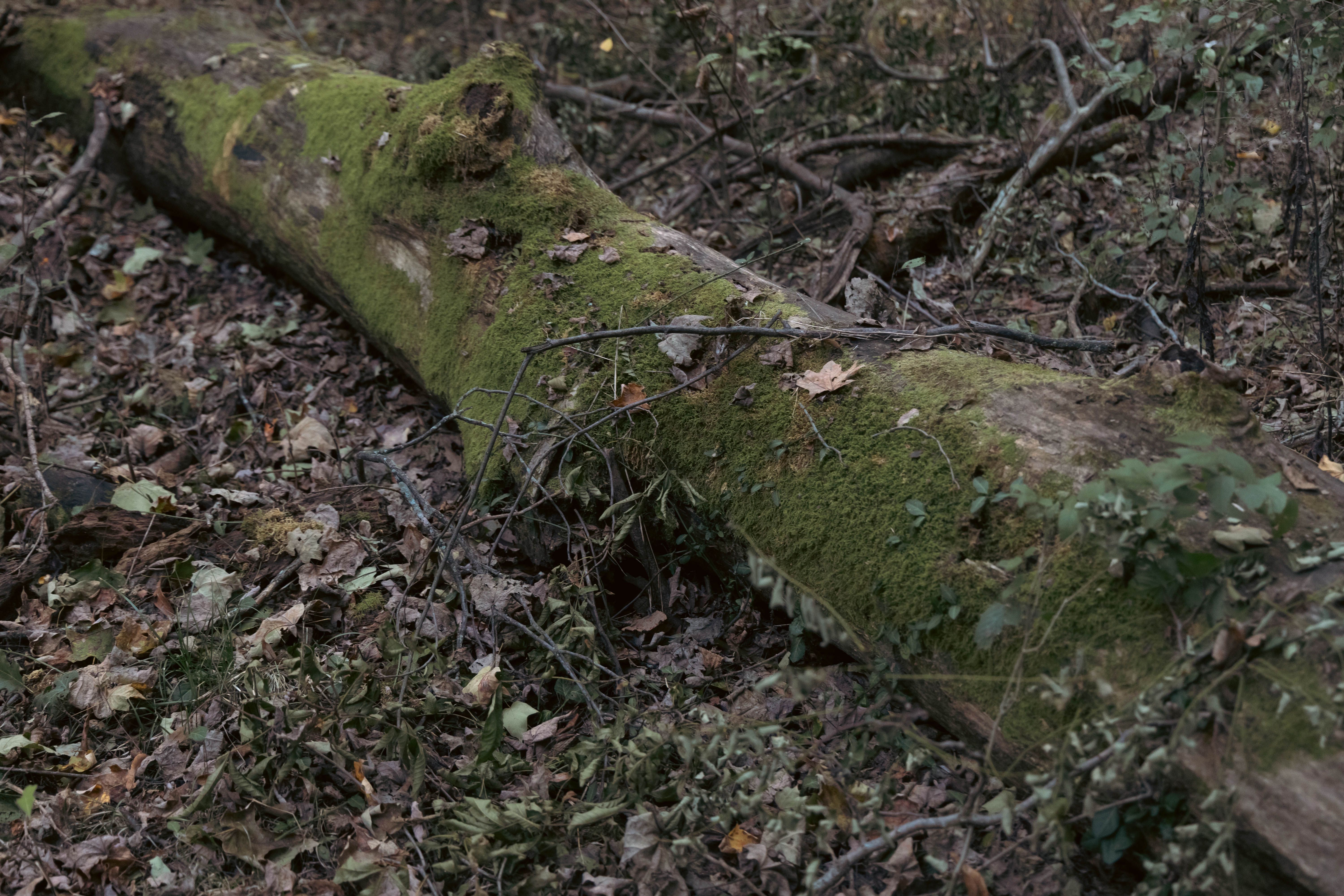 Moss-covered fallen tree in forest setting · Free Stock Photo