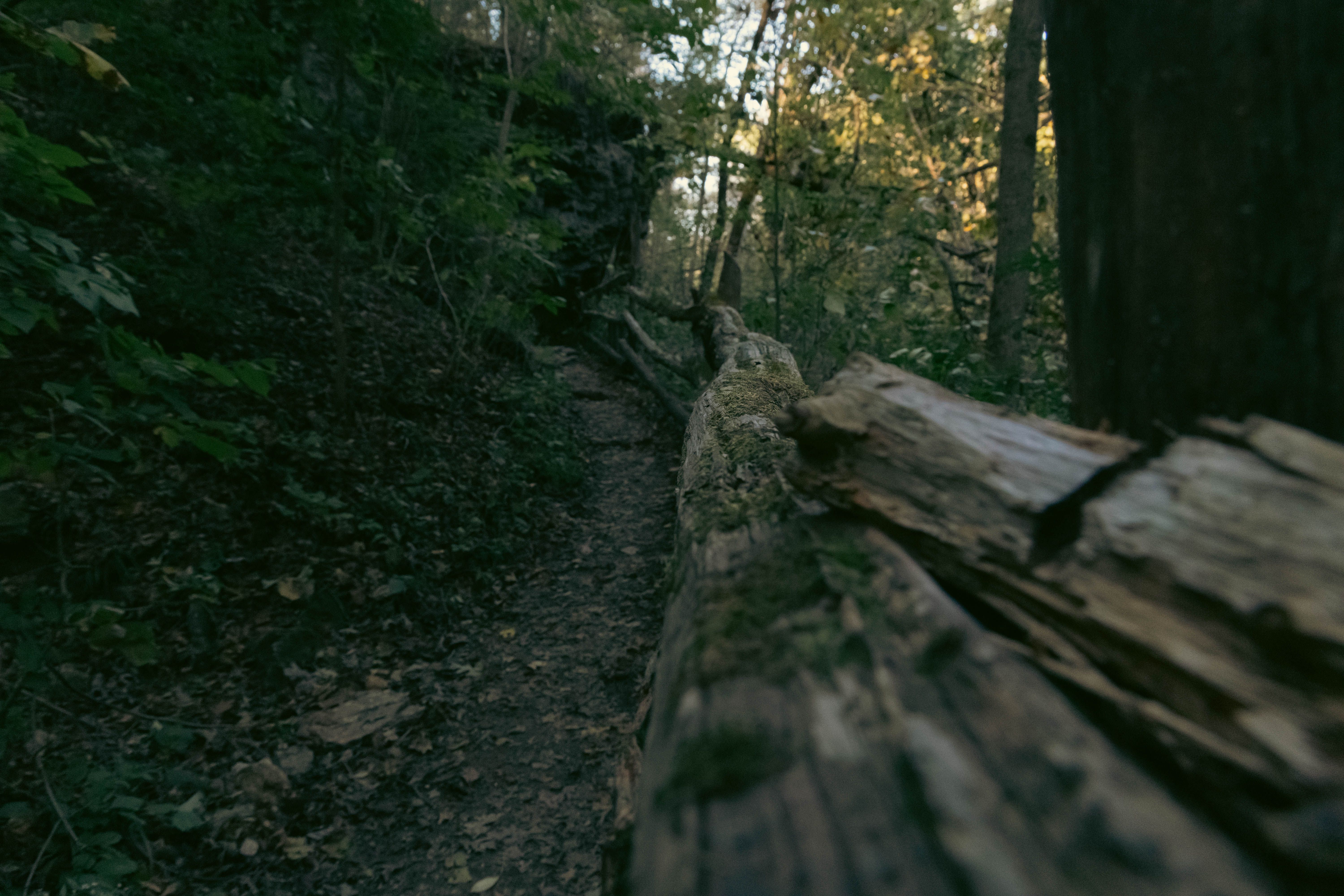 Mystical Forest Path with Fallen Log · Free Stock Photo