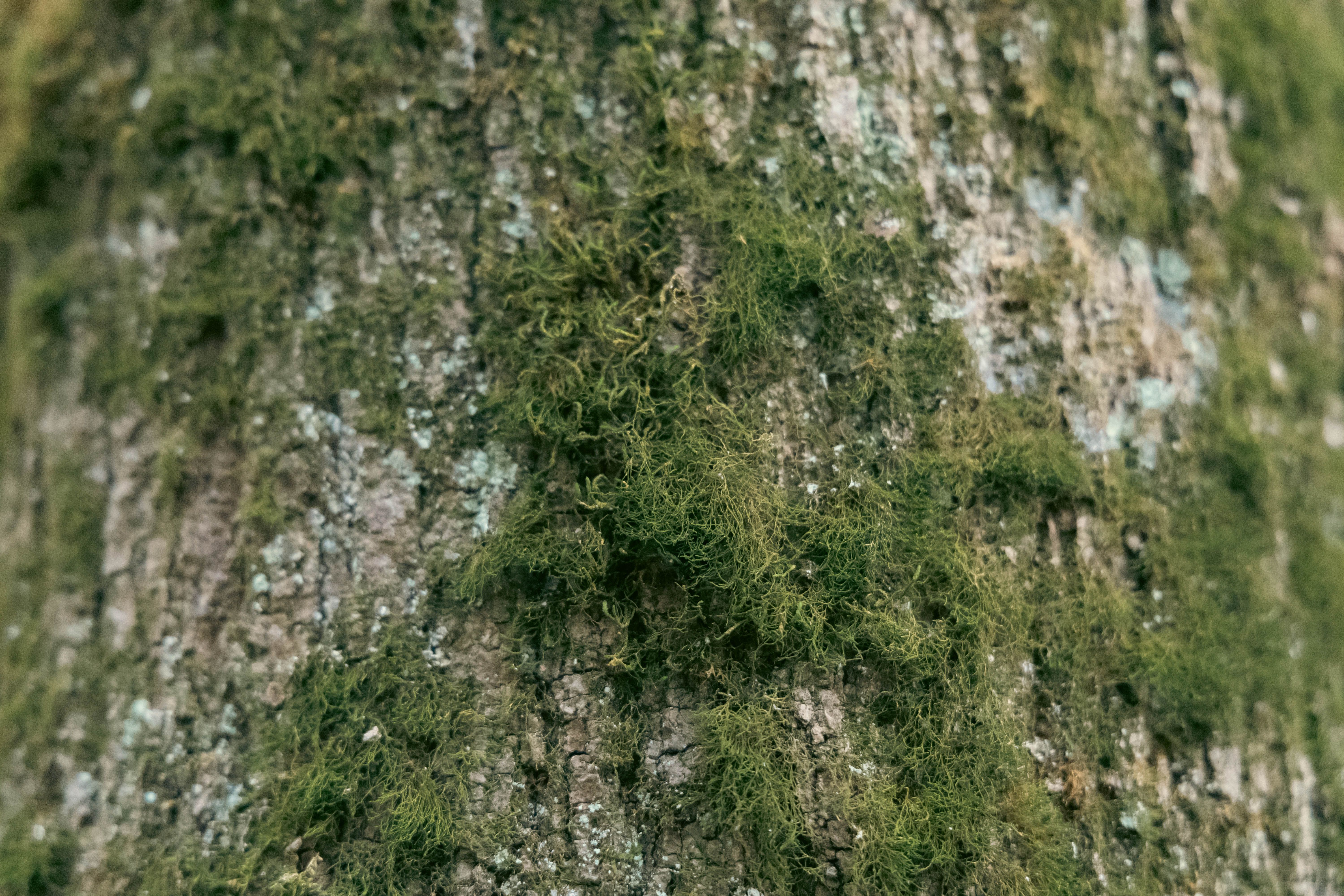 Close-Up of Moss Growing on Tree Bark · Free Stock Photo