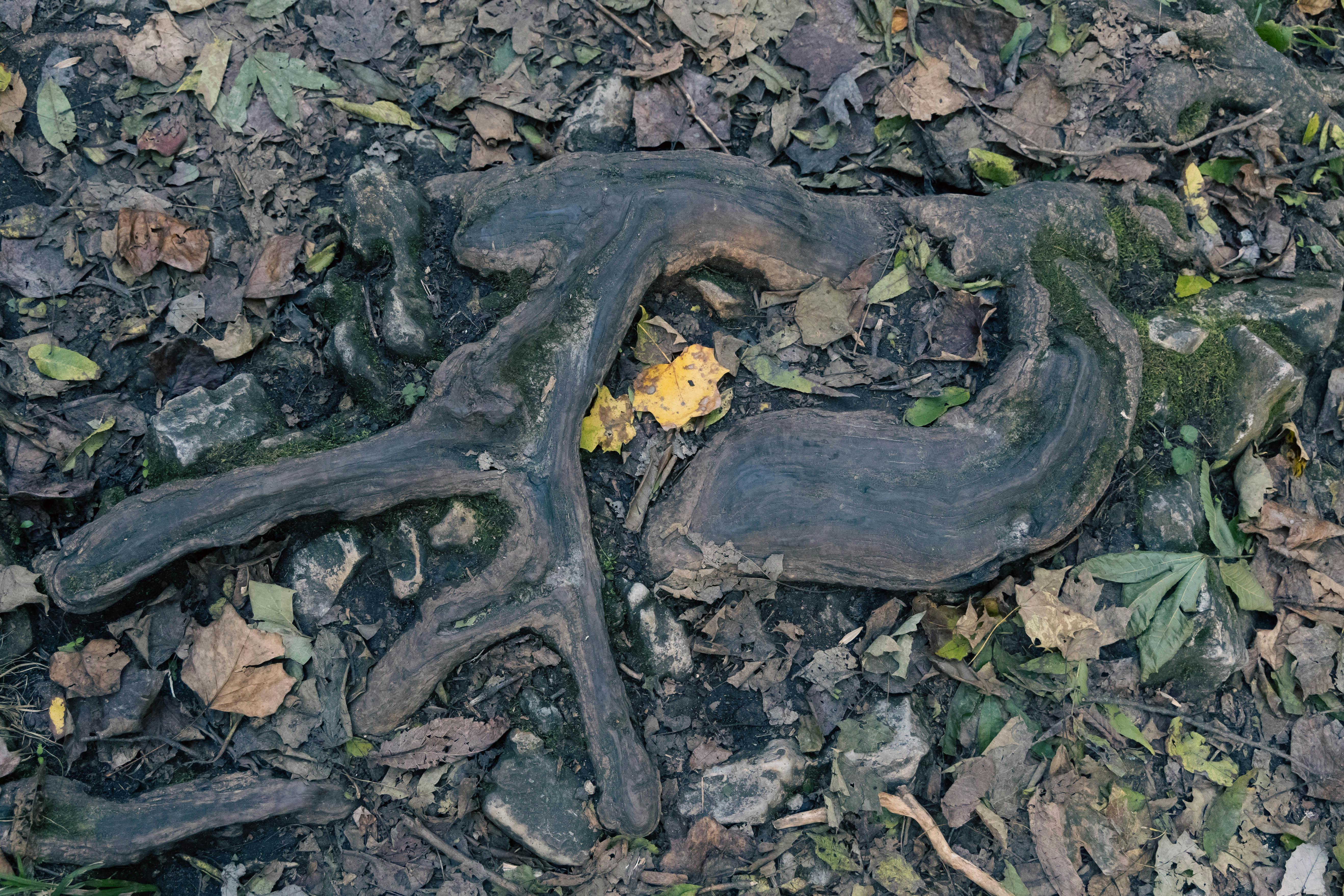 Intricate Tree Root Pattern on Forest Floor · Free Stock Photo