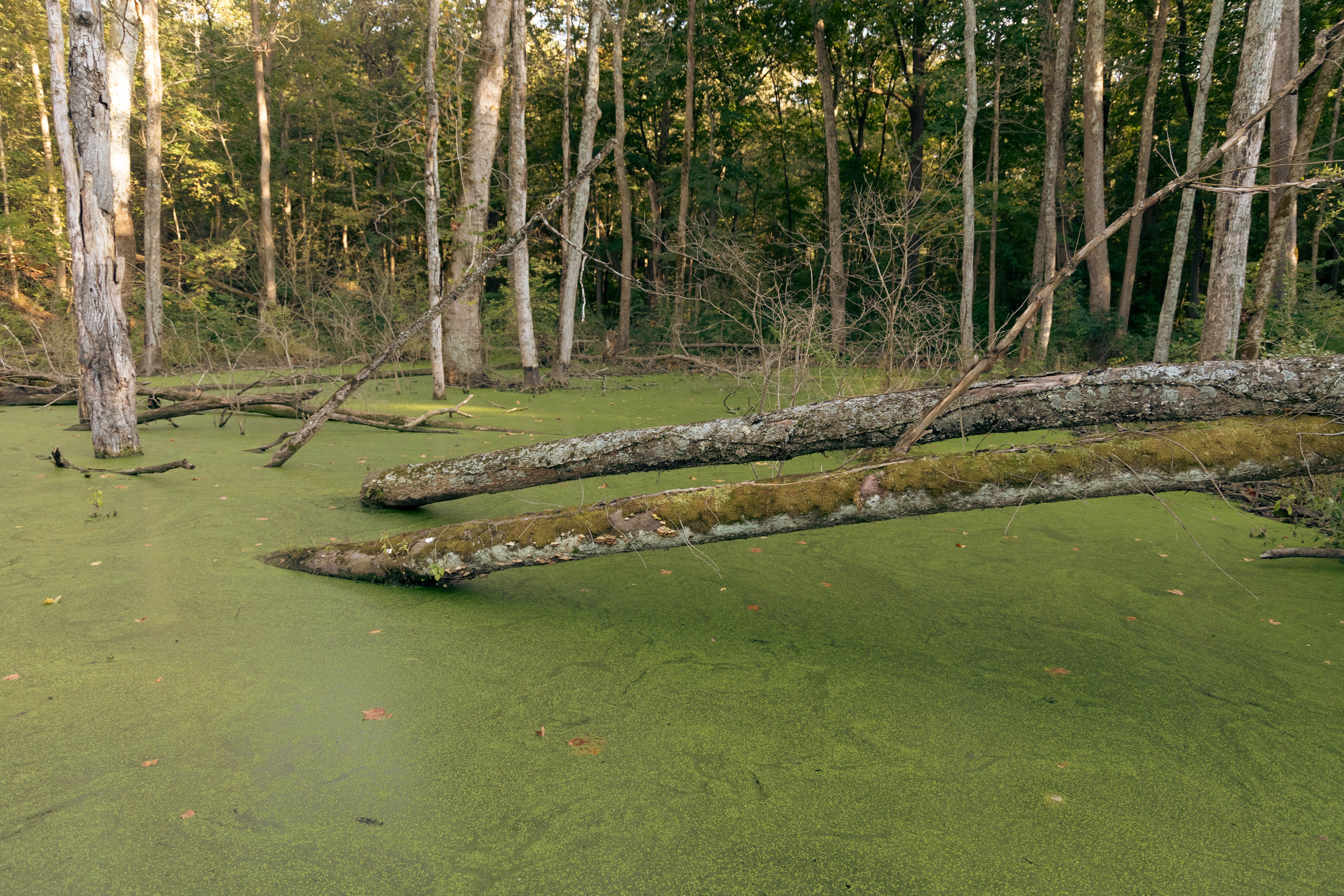 Serene Green Swamp with Fallen Trees in Forest · Free Stock Photo
