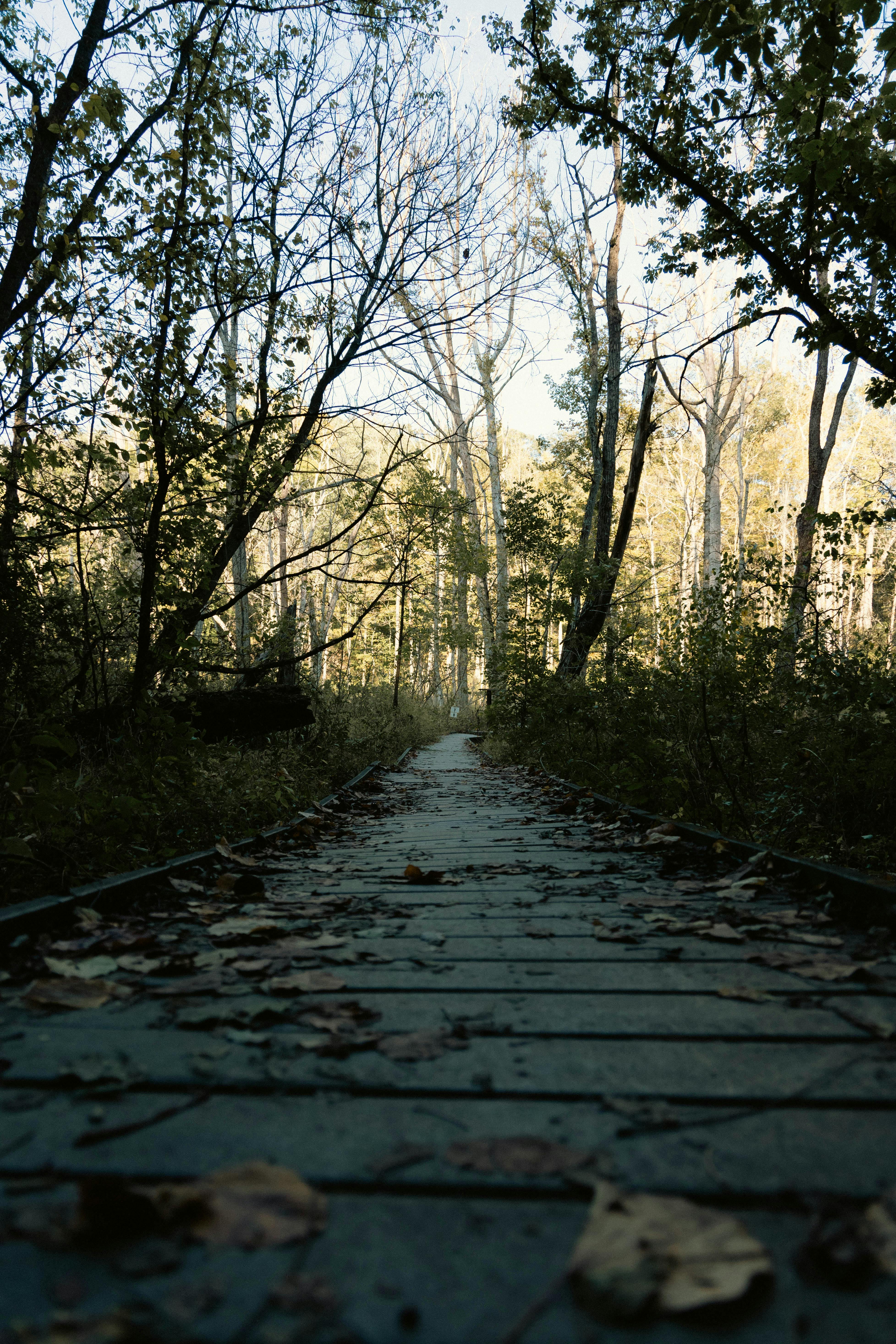Scenic Forest Pathway Surrounded by Trees · Free Stock Photo