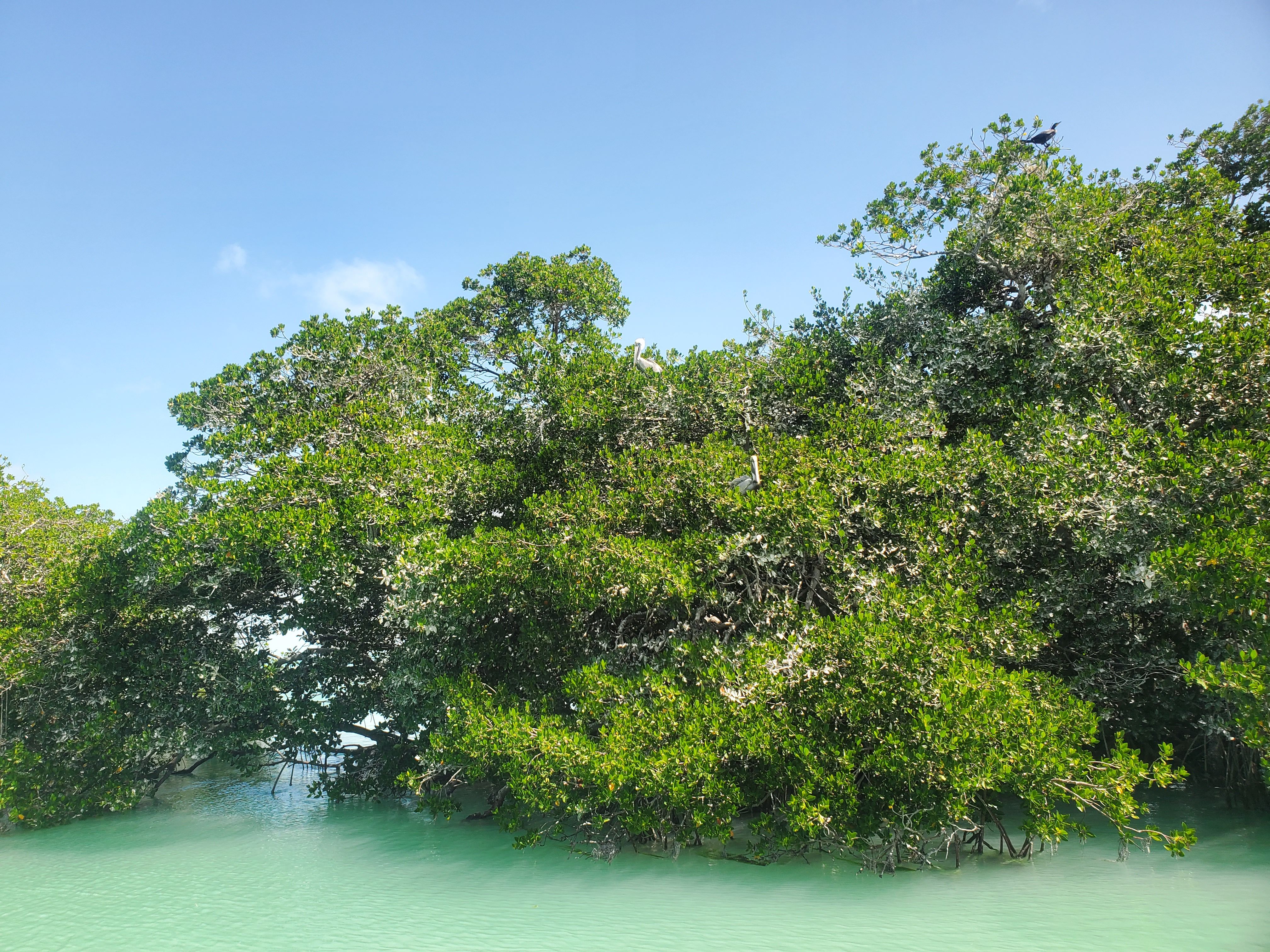 Lush Mangrove Trees by Tranquil Waterside · Free Stock Photo