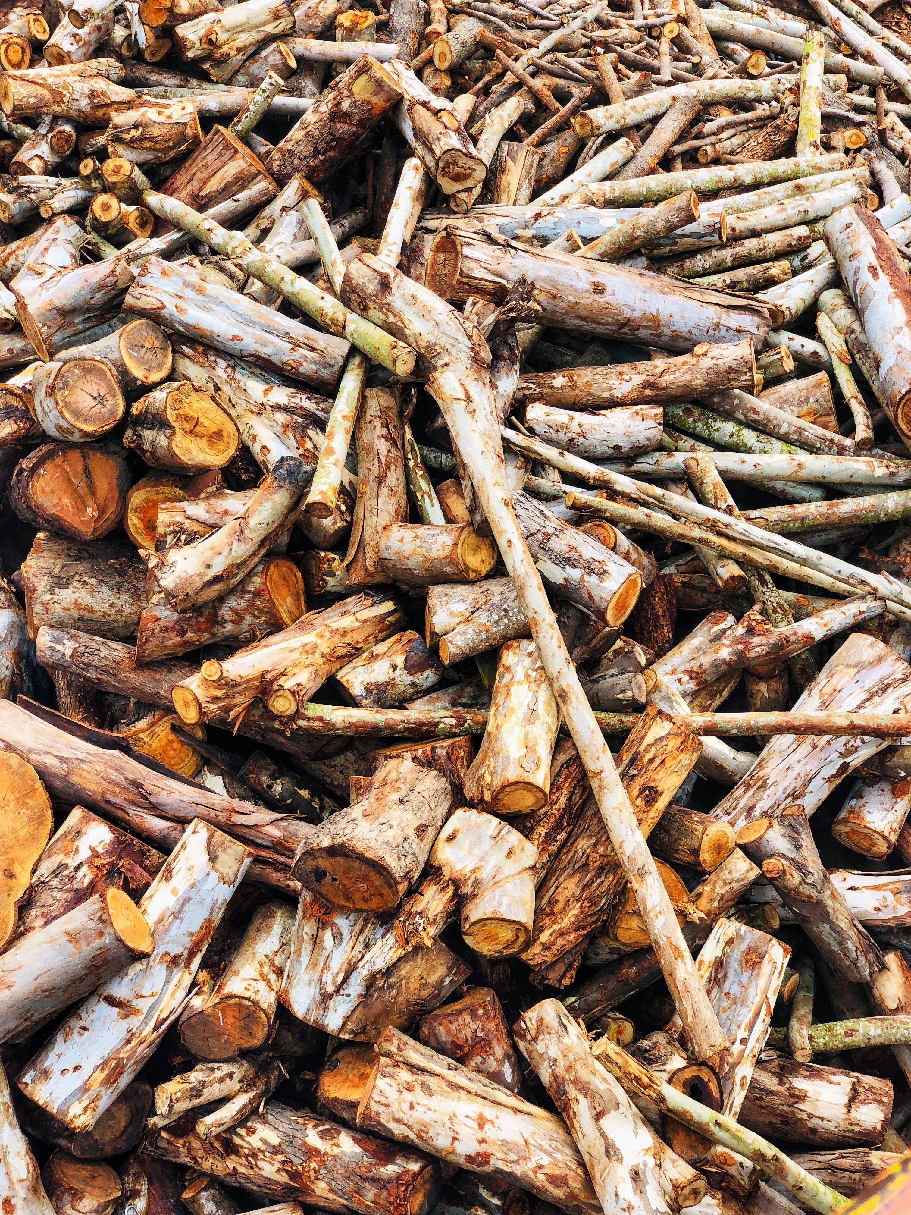 Pile of Chopped Firewood in Ooty Forest · Free Stock Photo