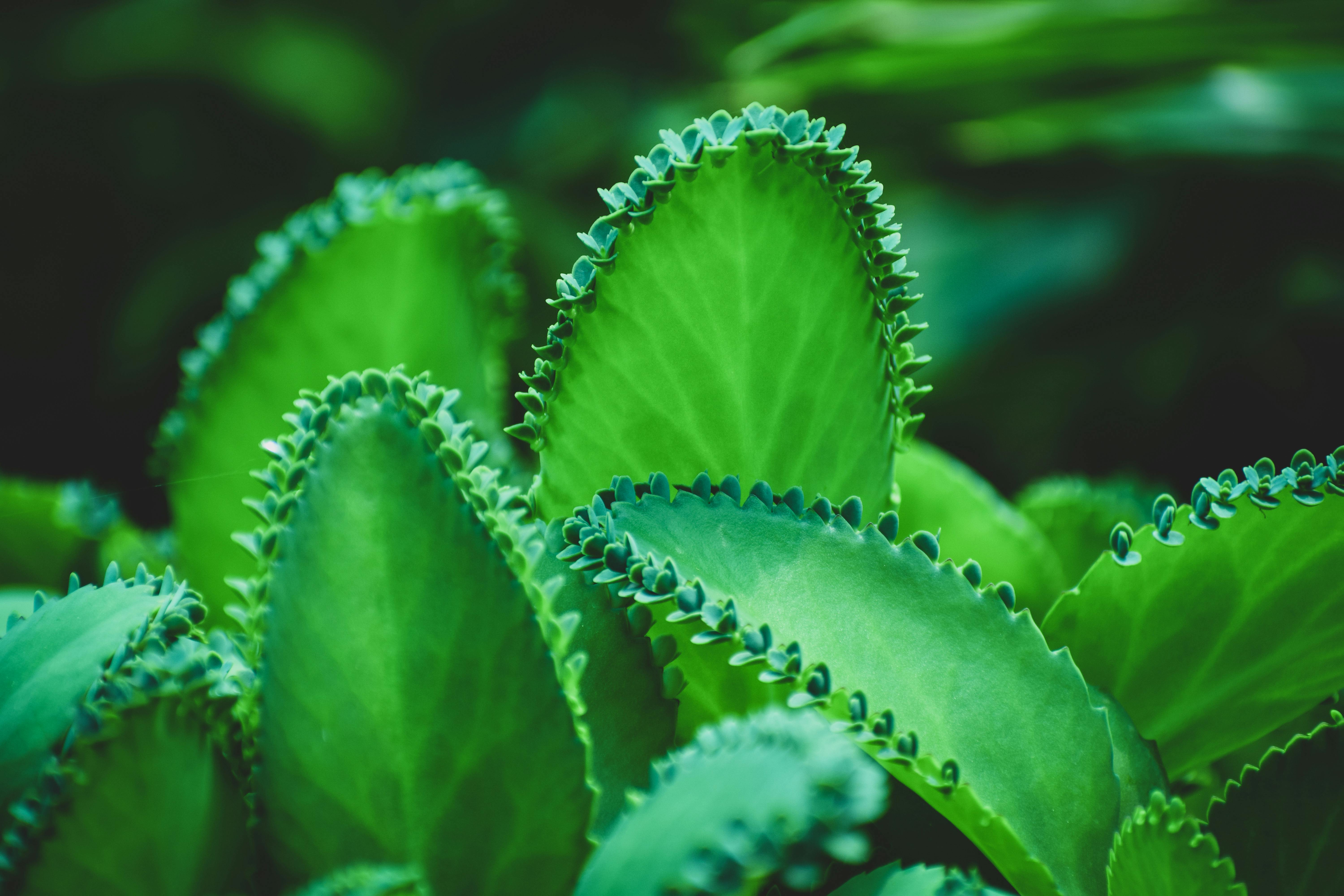 Green Leaves · Free Stock Photo