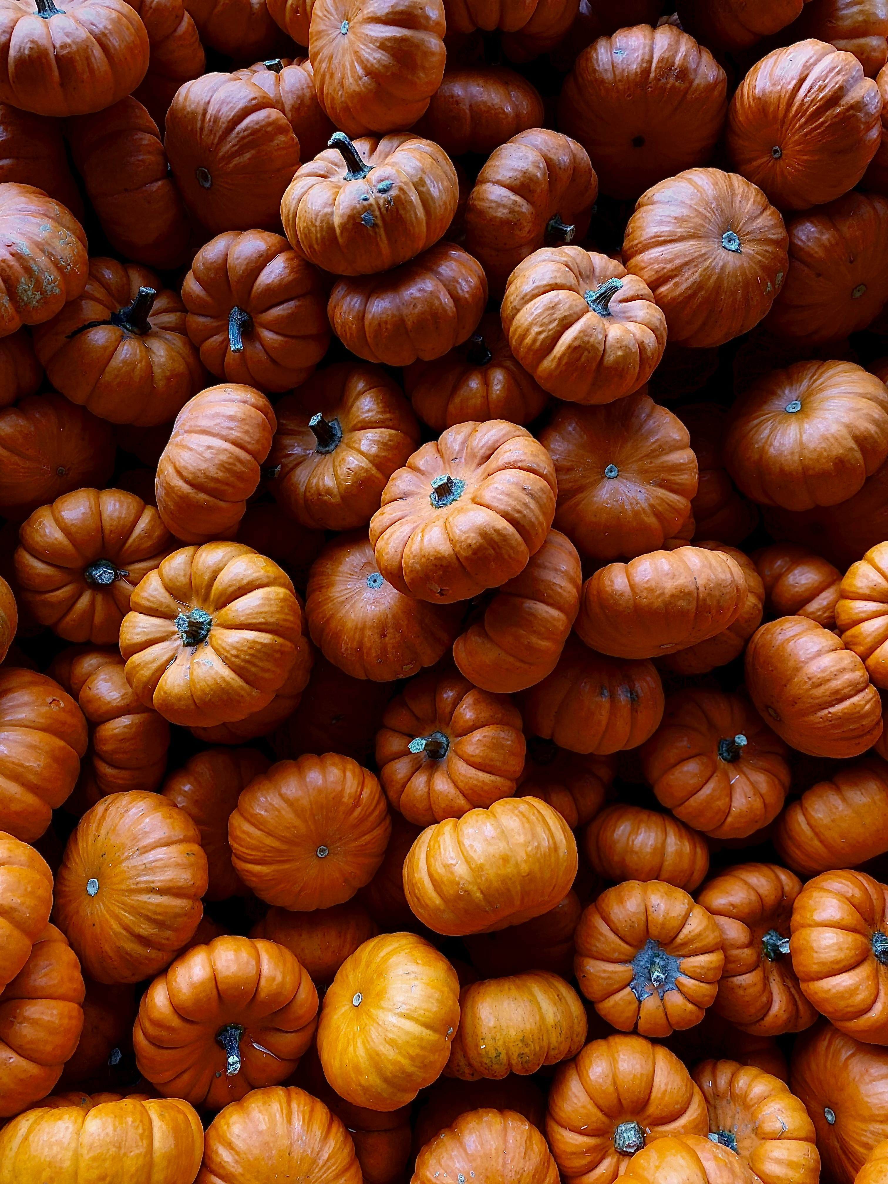 Pumpkin on Brown Wooden Surface · Free Stock Photo
