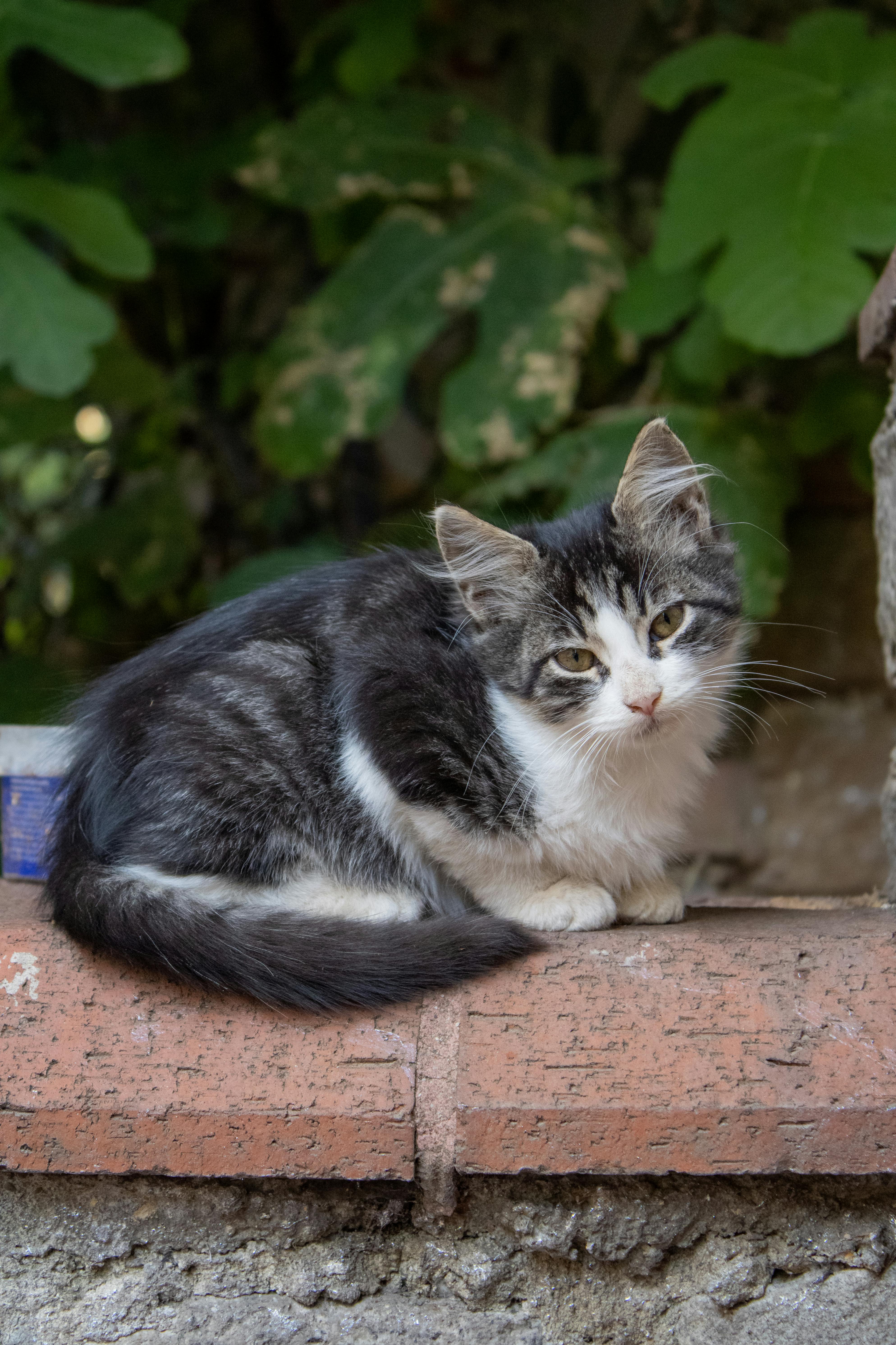 Adorable Alley Cat in İstanbul Setting · Free Stock Photo