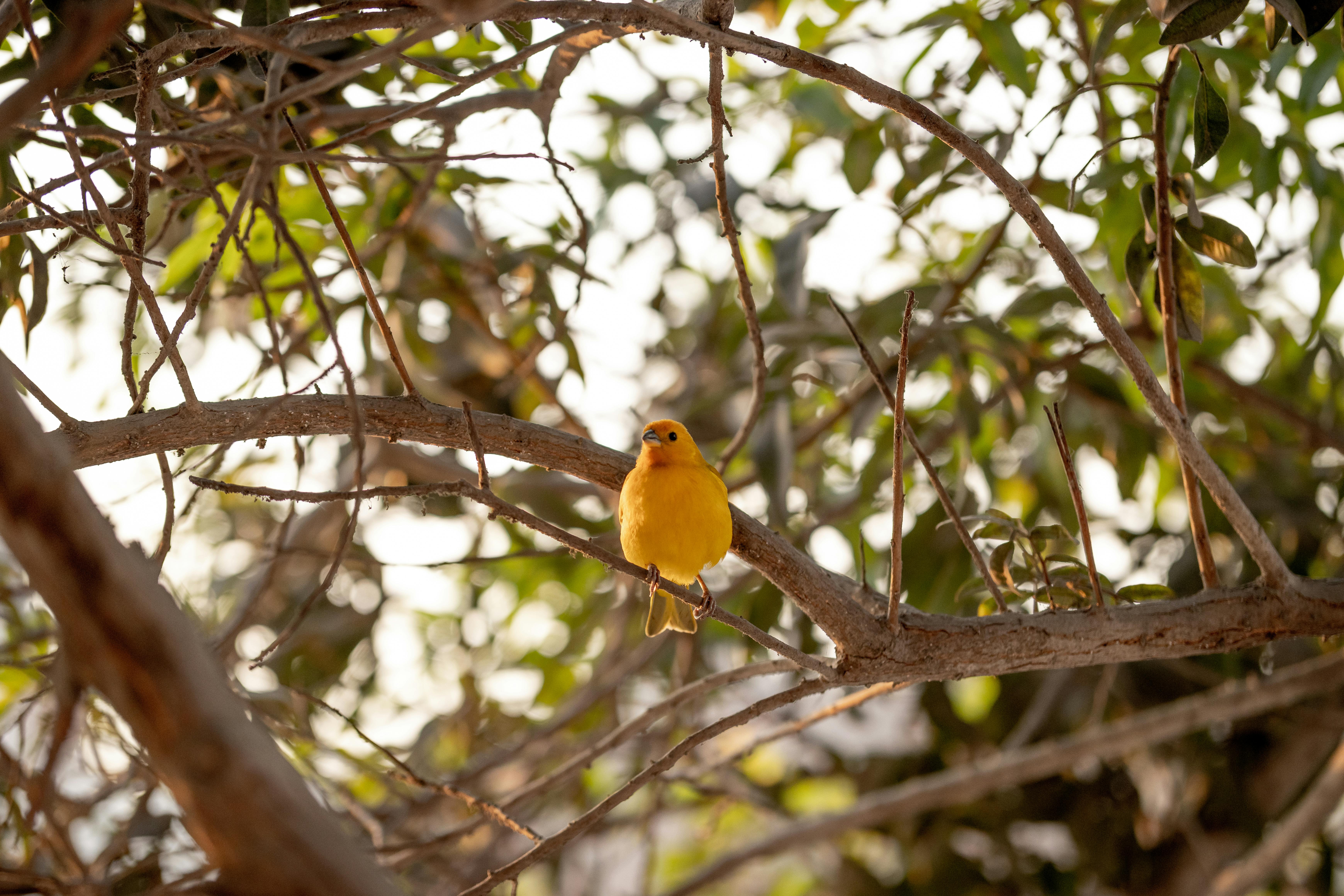 Close-up of Bird on Wood · Free Stock Photo