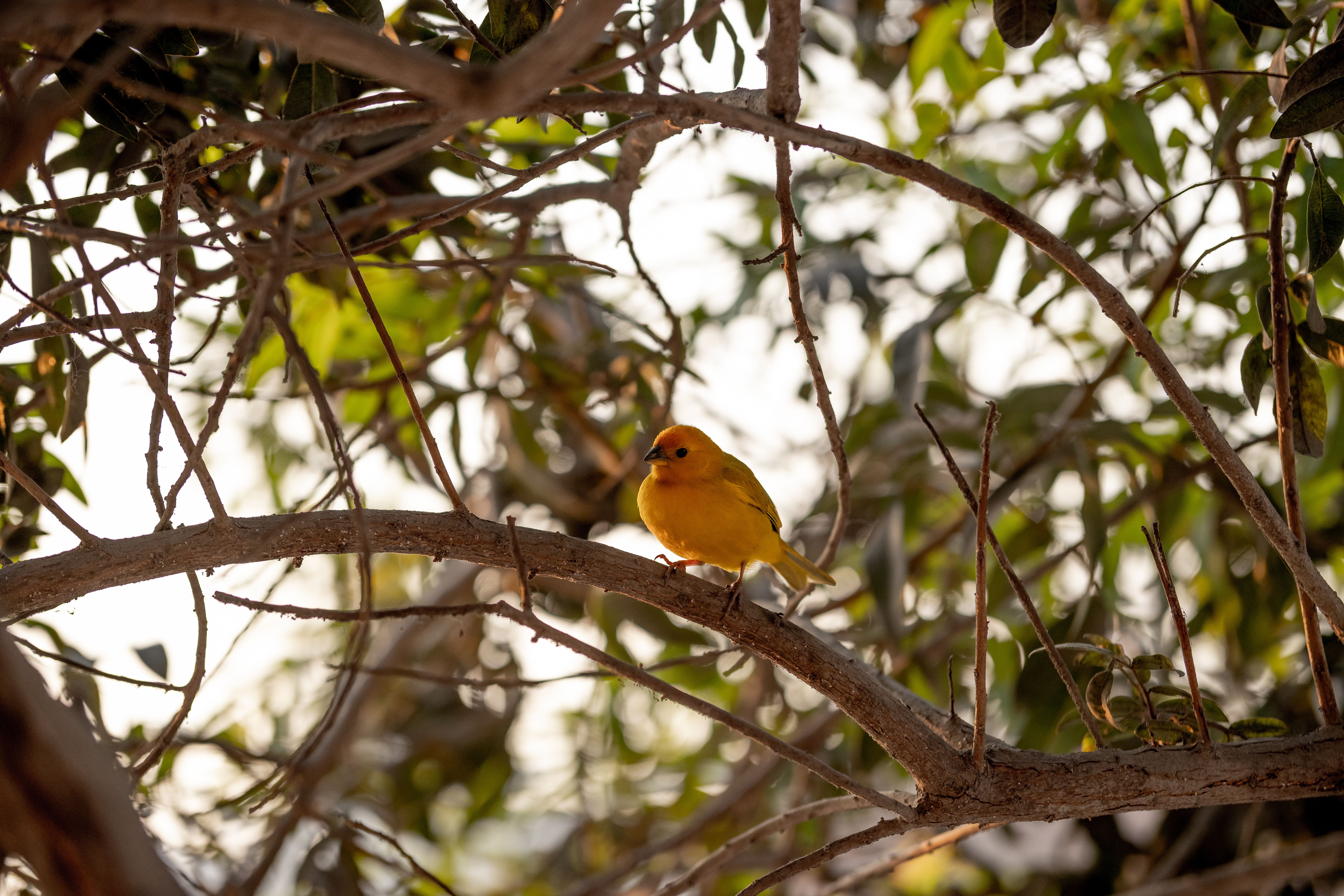 Vibrant Yellow Bird in Tree Branch Setting · Free Stock Photo