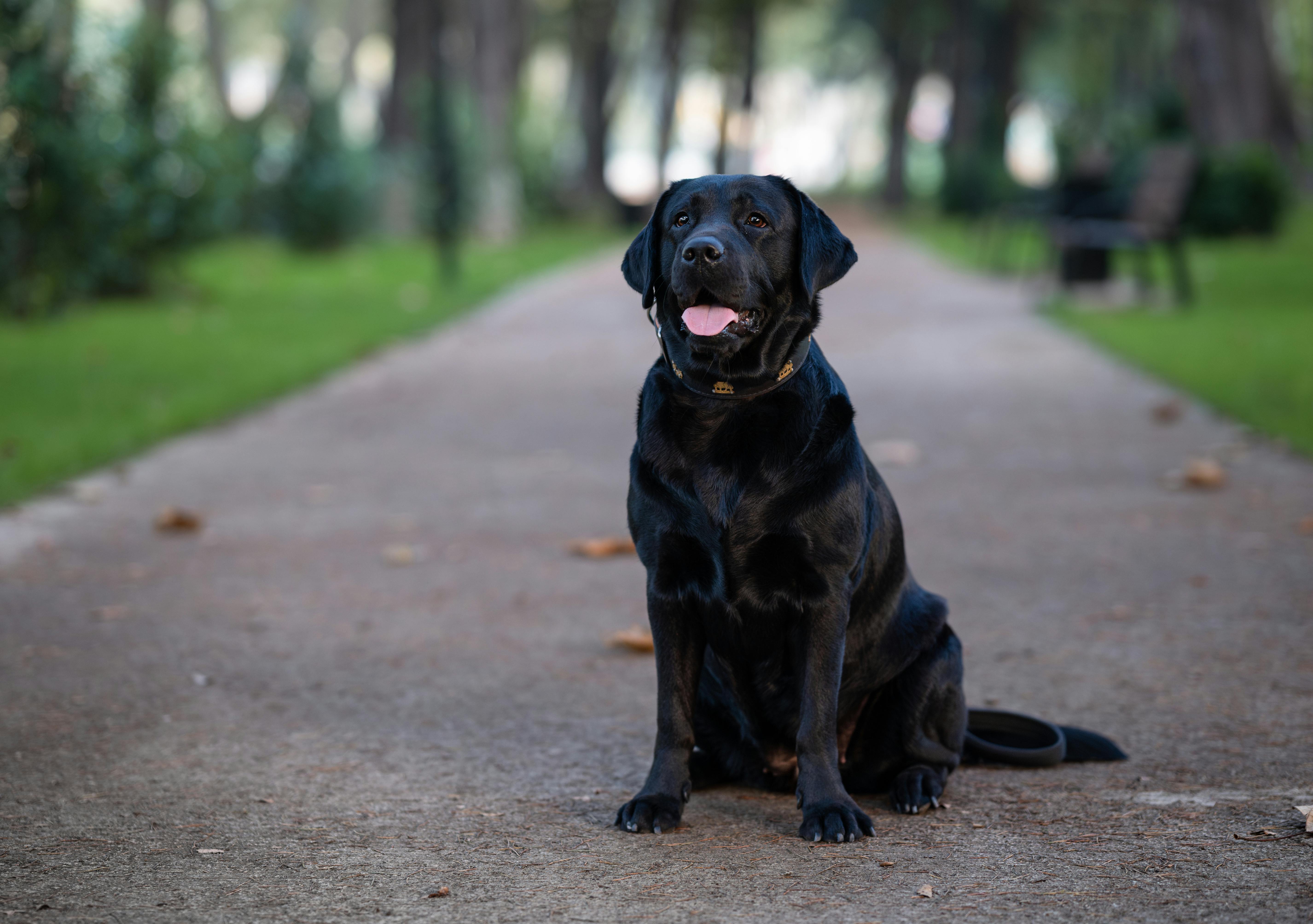 Black Labrador Retriever in Park Setting · Free Stock Photo