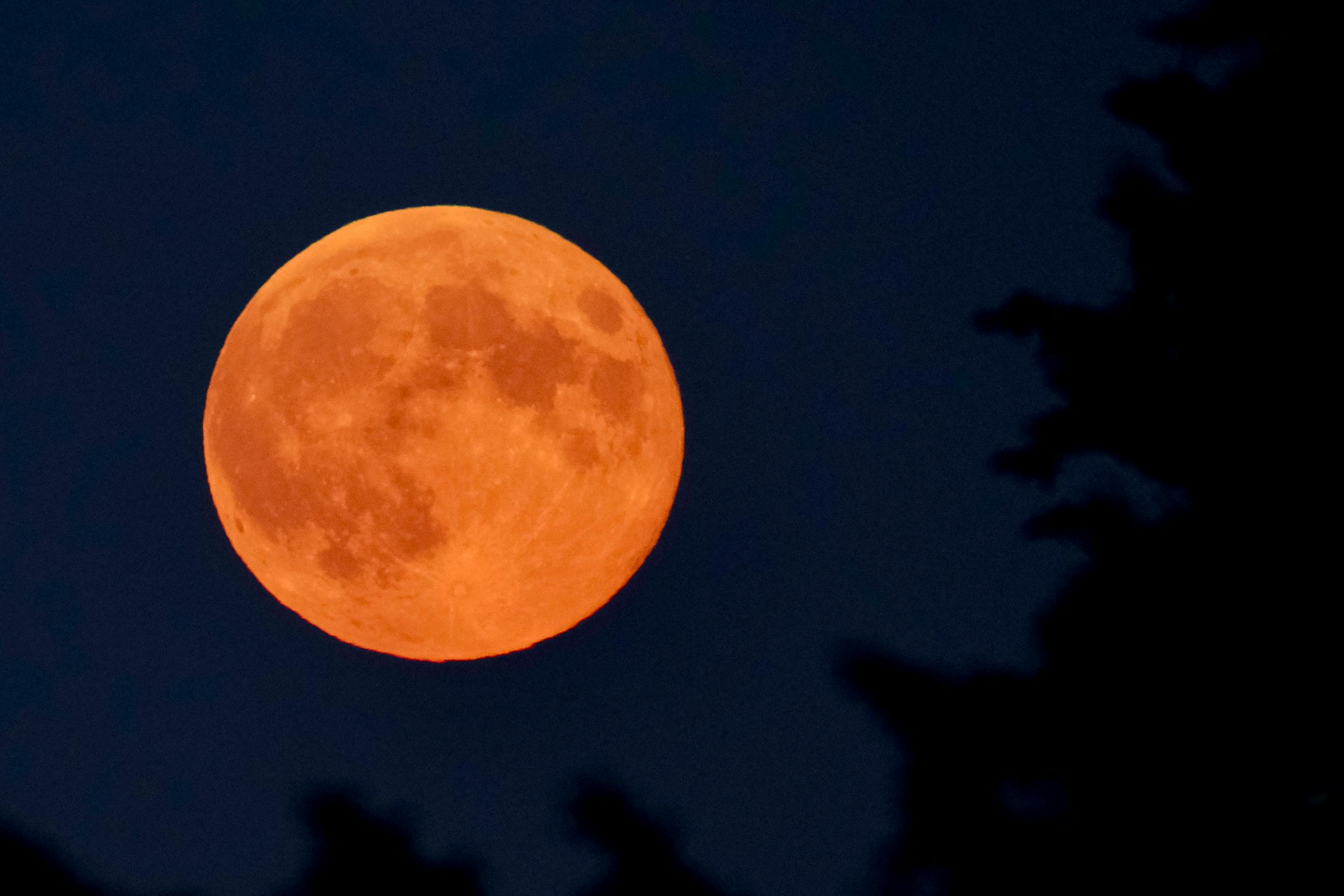 Low Angle Photography of Full Moon Under Silhouette of Tall Trees ...