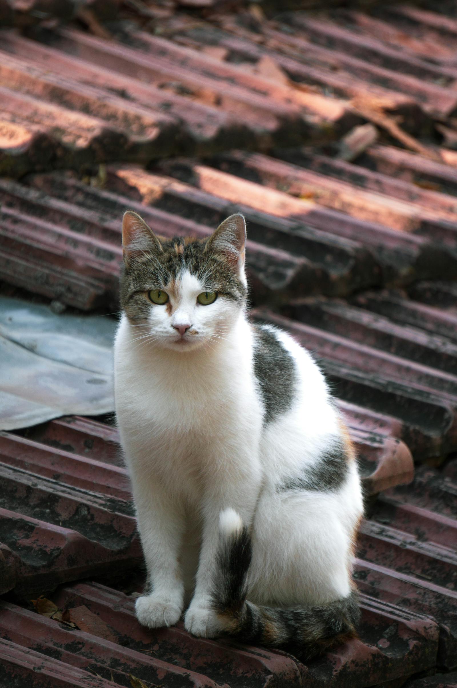 Roof Textures Photos, Download The BEST Free Roof Textures Stock Photos ...