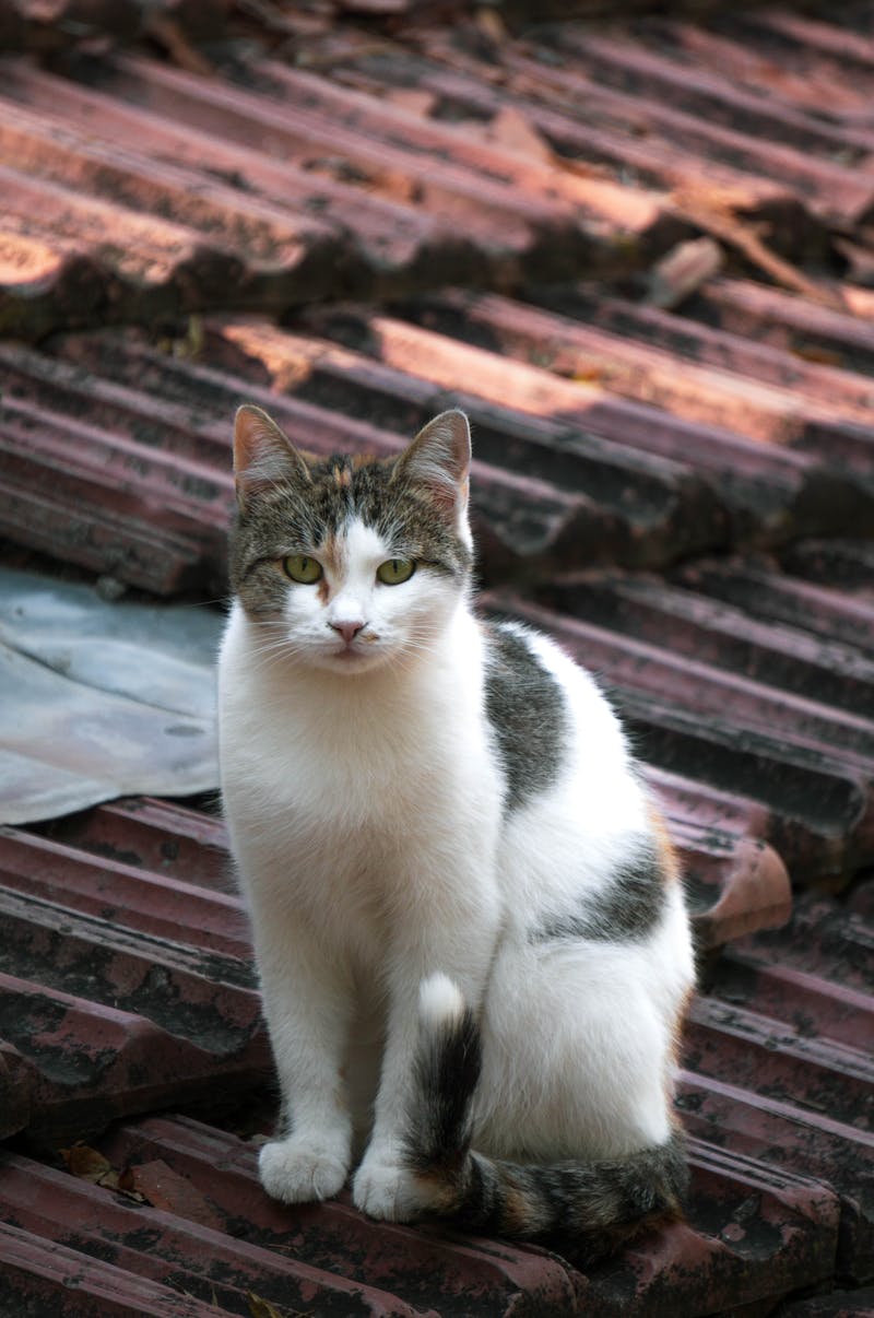 Emo Cat Photos, Download The BEST Free Emo Cat Stock Photos & HD Images