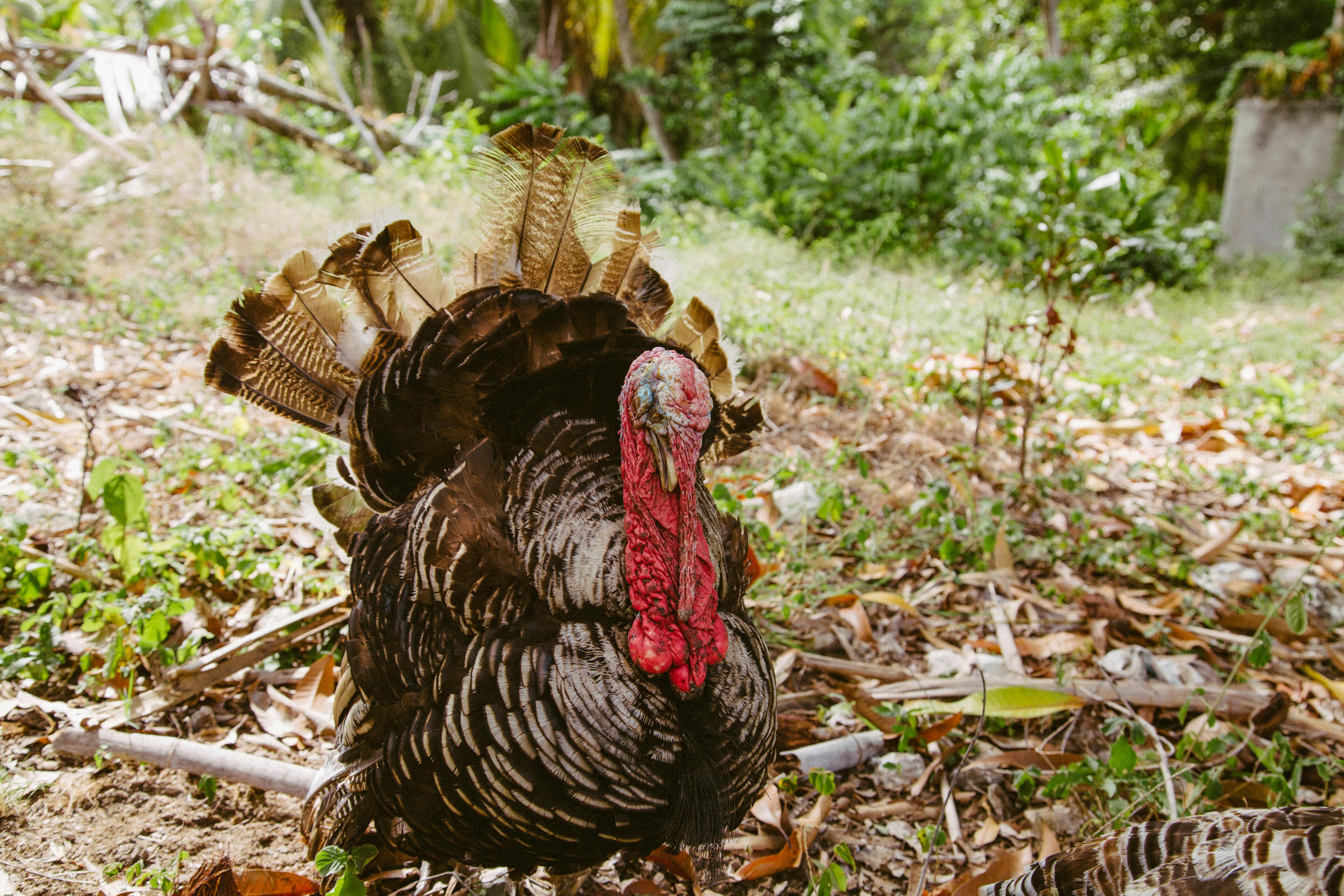 Photo of Turkey on Grass · Free Stock Photo