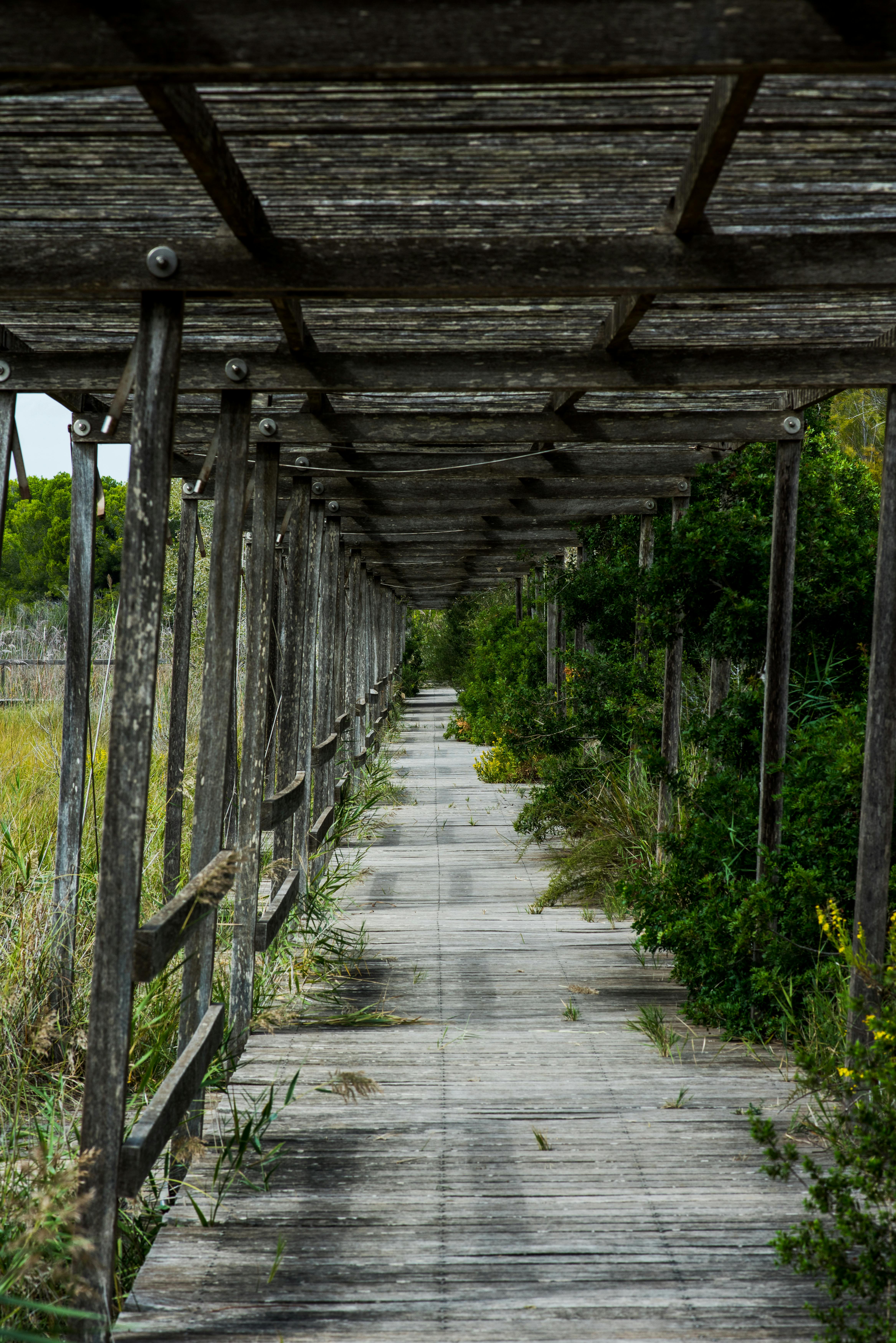 Rustic Wooden Pathway Through Greenery · Free Stock Photo