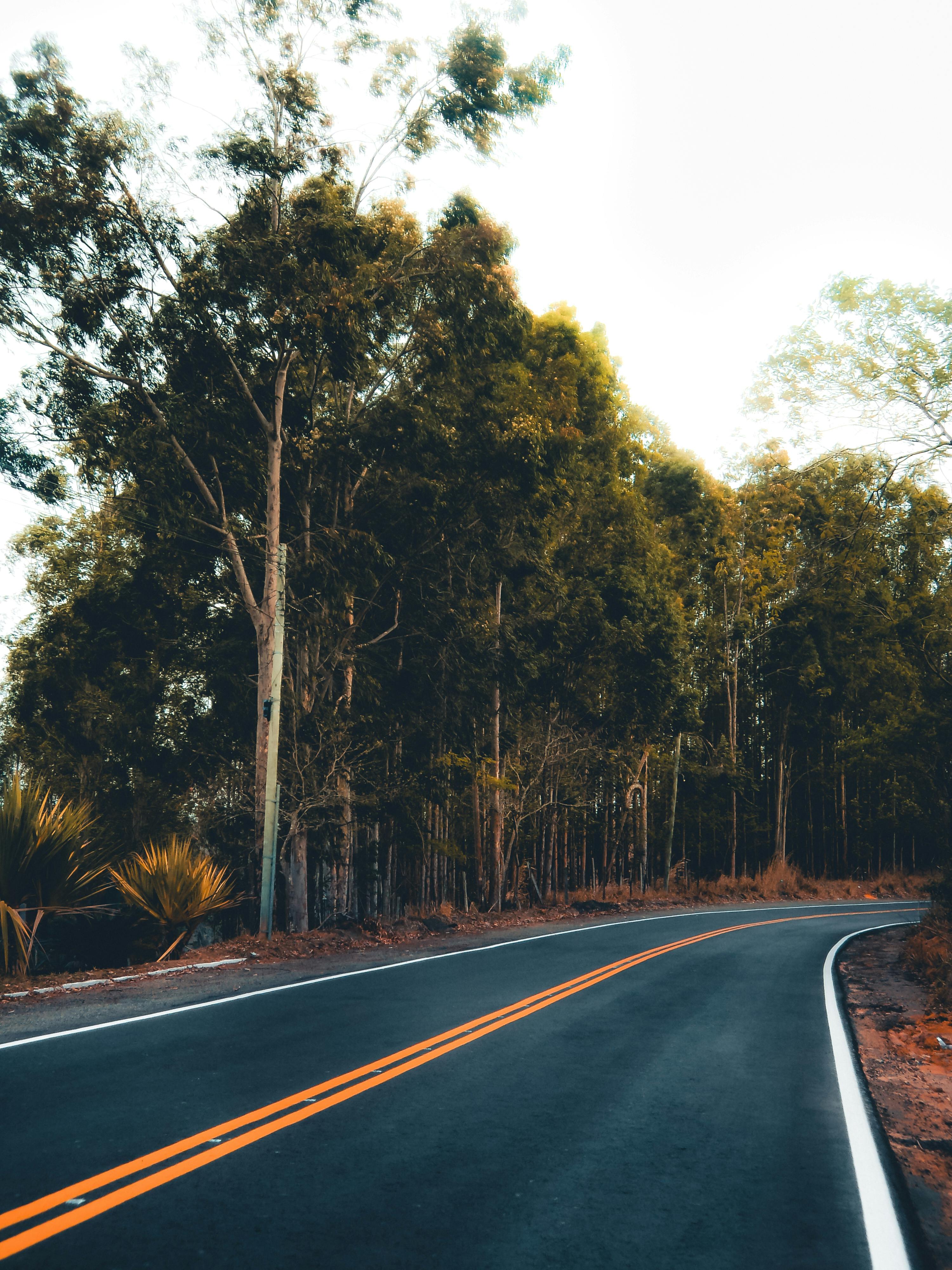 Jalan Berliku Melintasi Bentang Alam Hutan Yang Rimbun · Foto Stok Gratis
