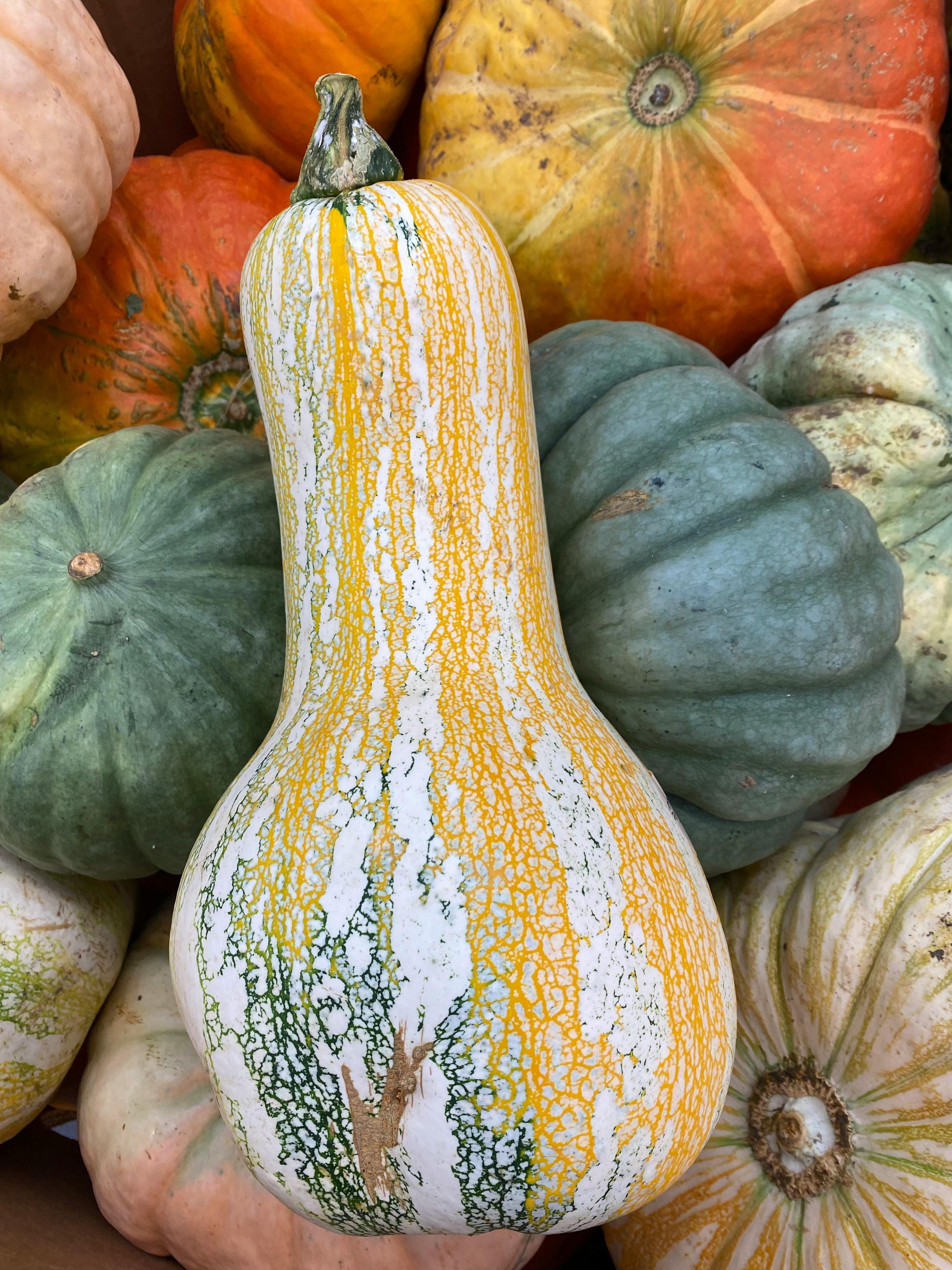 Colorful Assortment of Gourds and Squash · Free Stock Photo