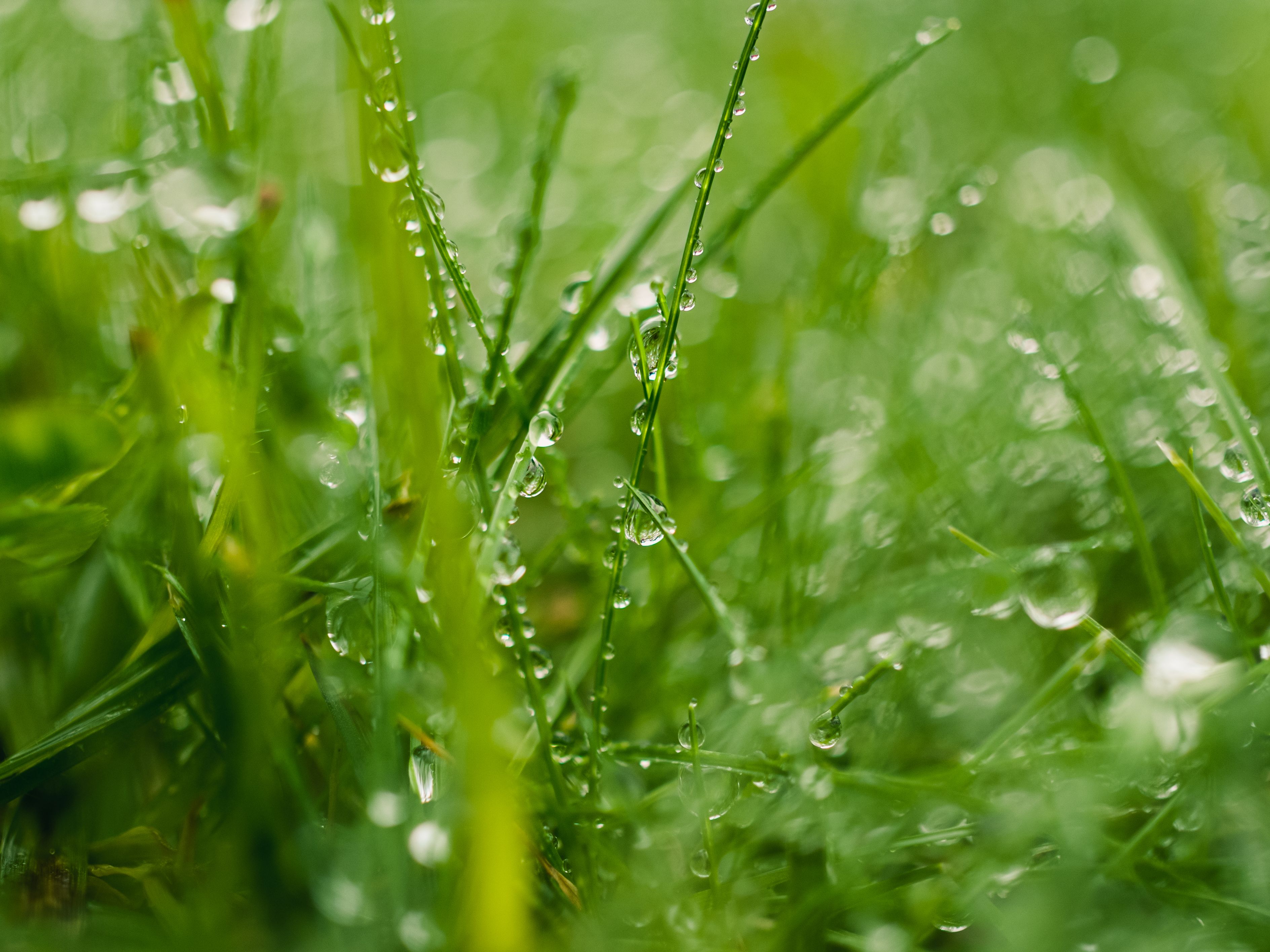 Vibrant Dew-Kissed Grass Close-Up Shot · Free Stock Photo