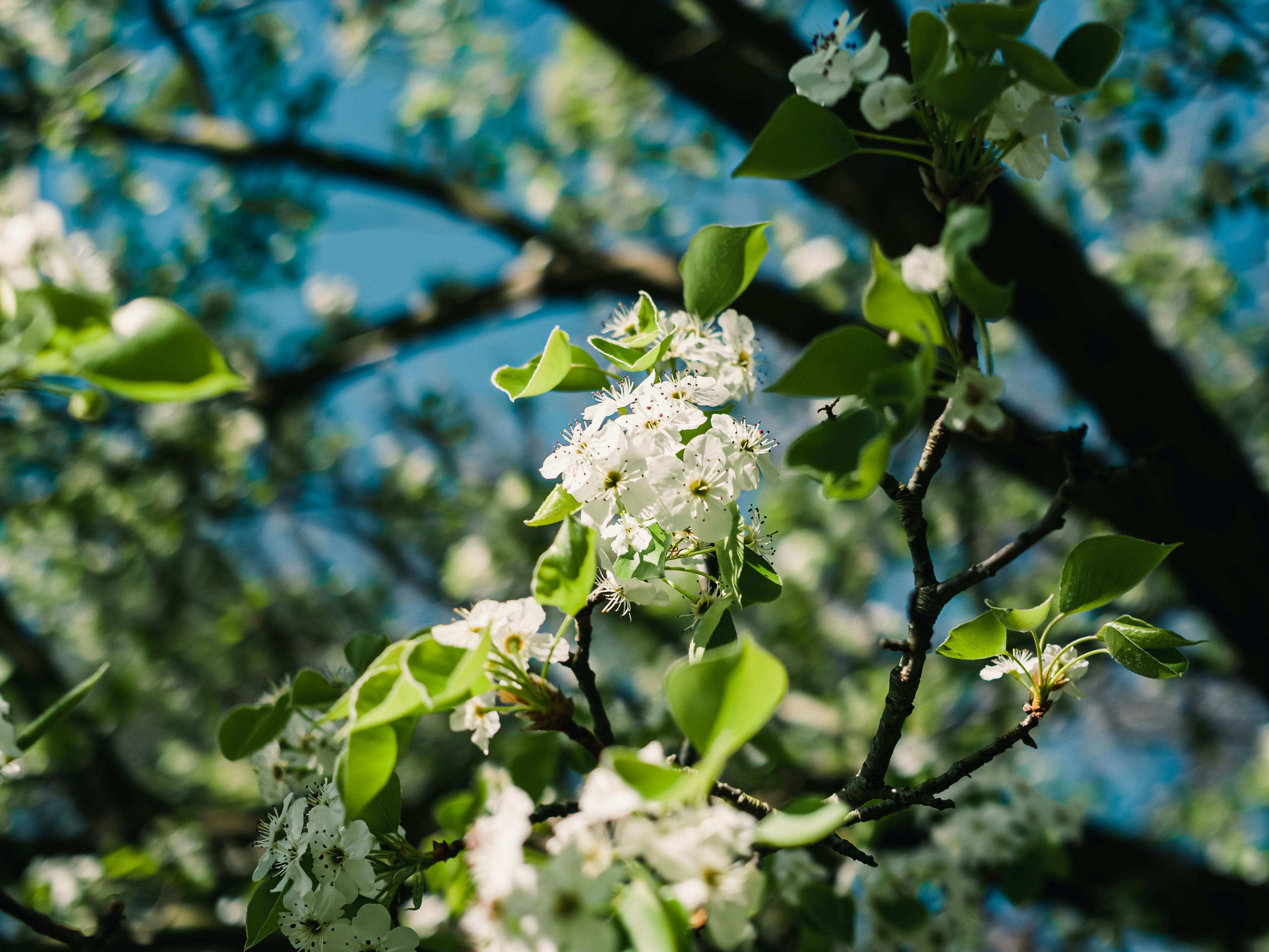 Beautiful Spring Blossoming Tree Branches · Free Stock Photo