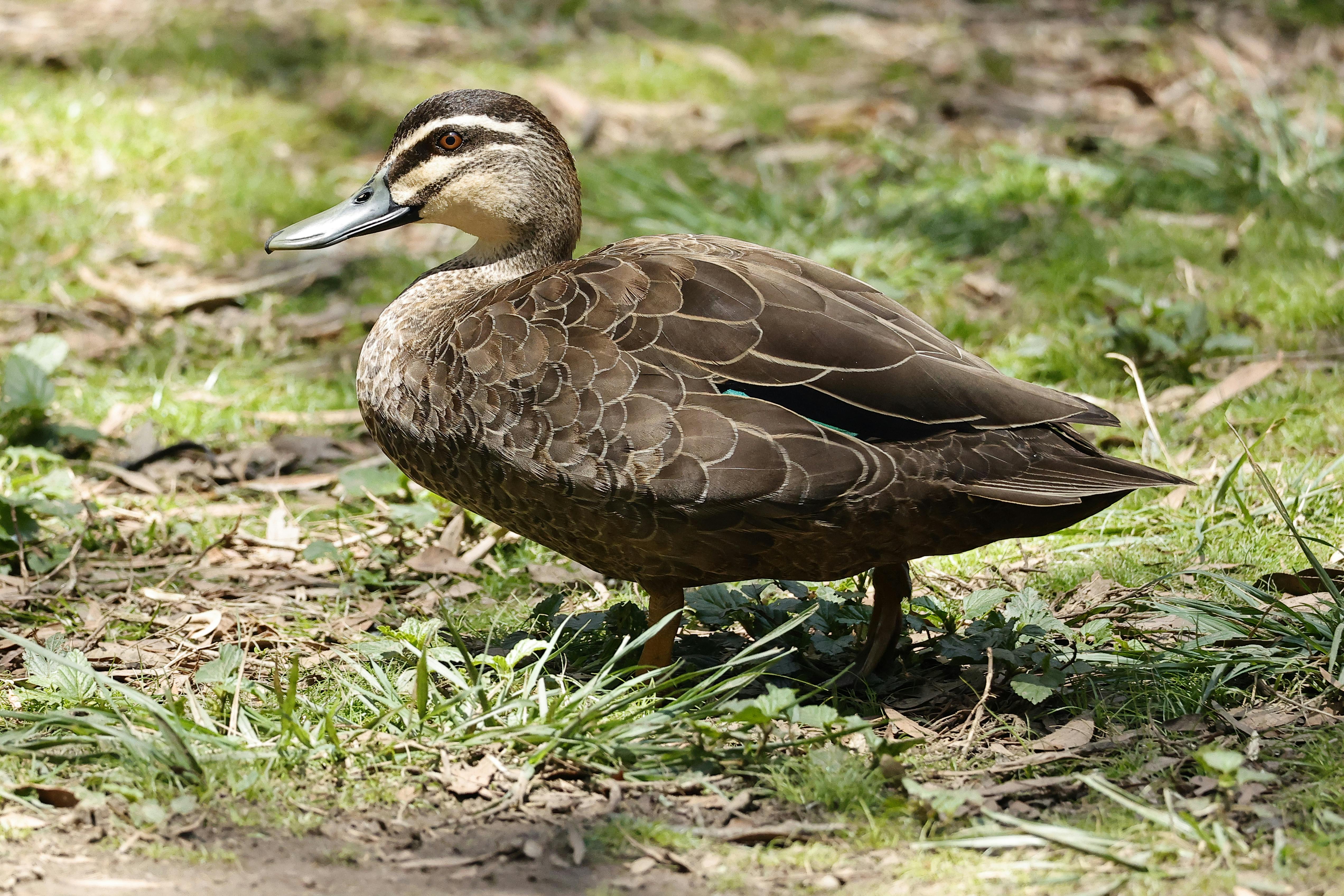 Wild Pacific Black Duck in Natural Habitat · Free Stock Photo