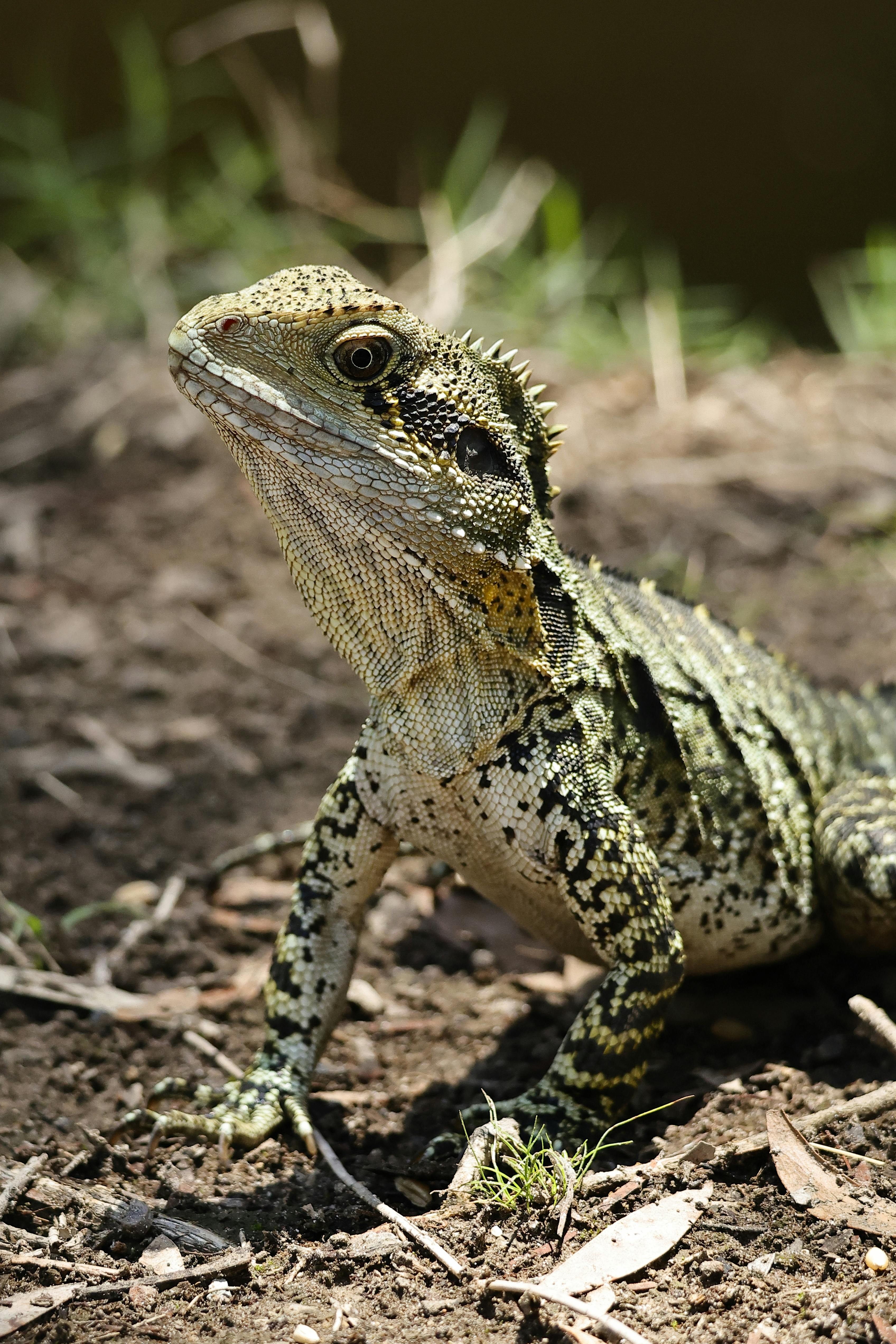 Dragon Images Photos, Download The BEST Free Dragon Images Stock Photos ...