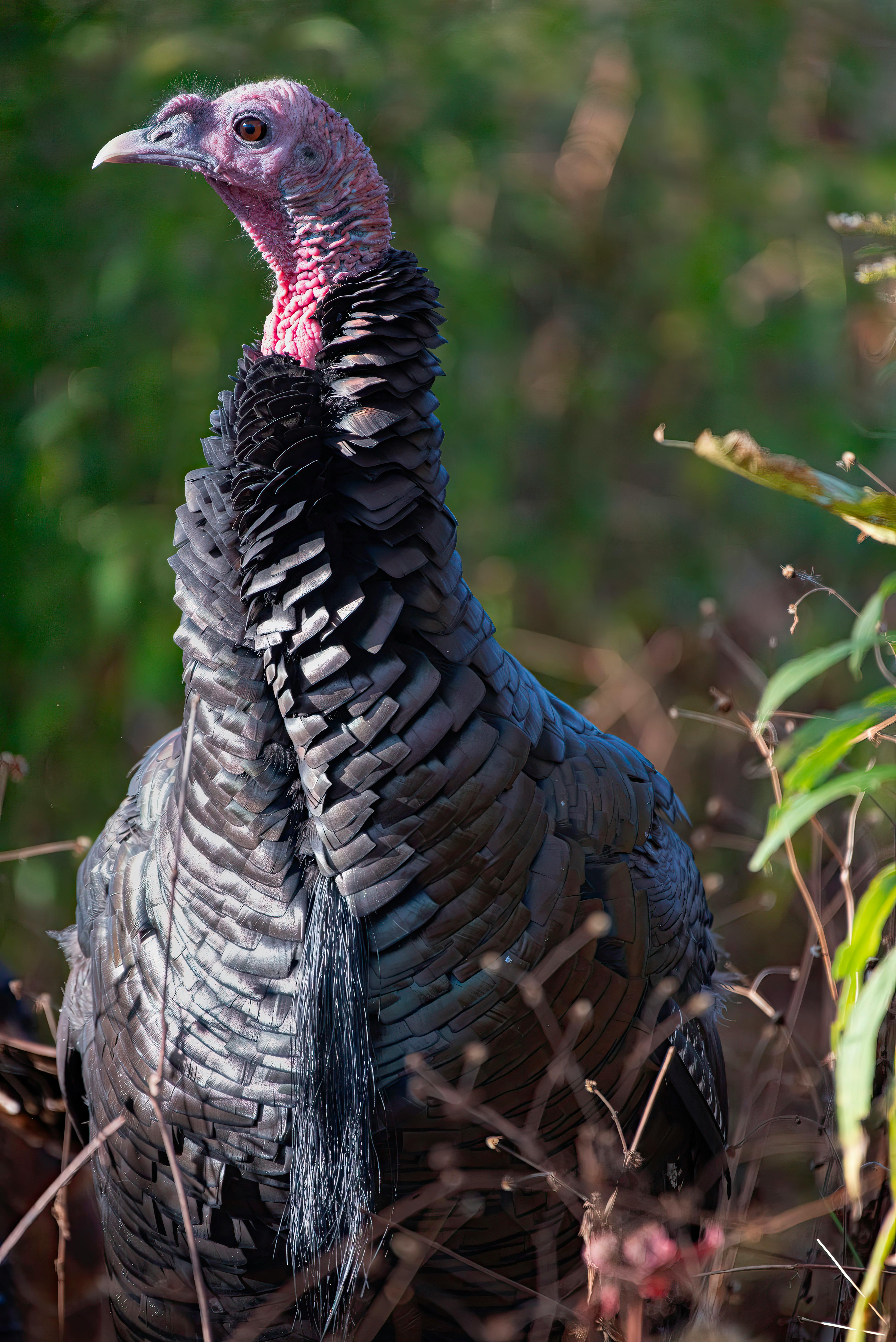 Wild Turkey · Free Stock Photo