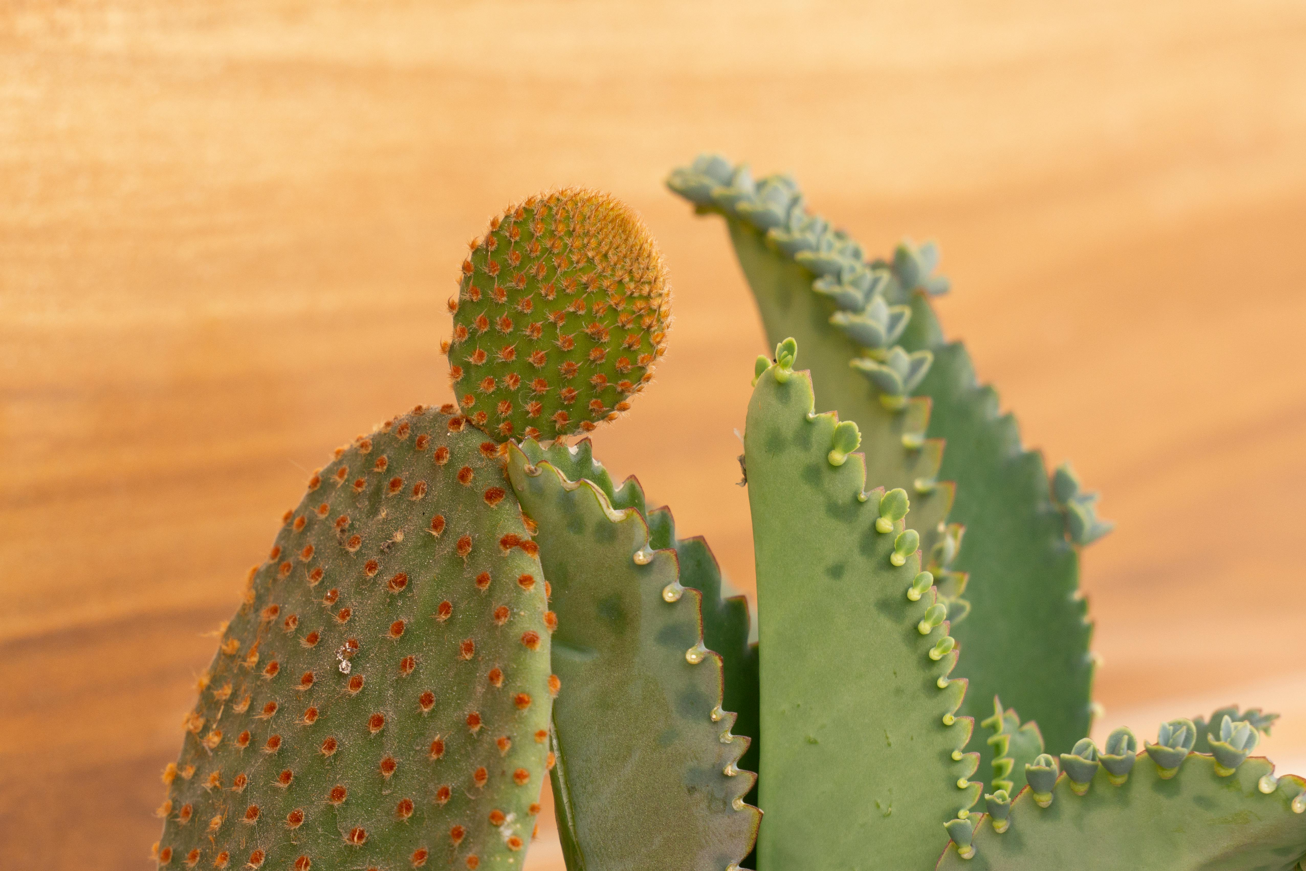 Close-Up of Cactus with Unique Growth Patterns · Free Stock Photo