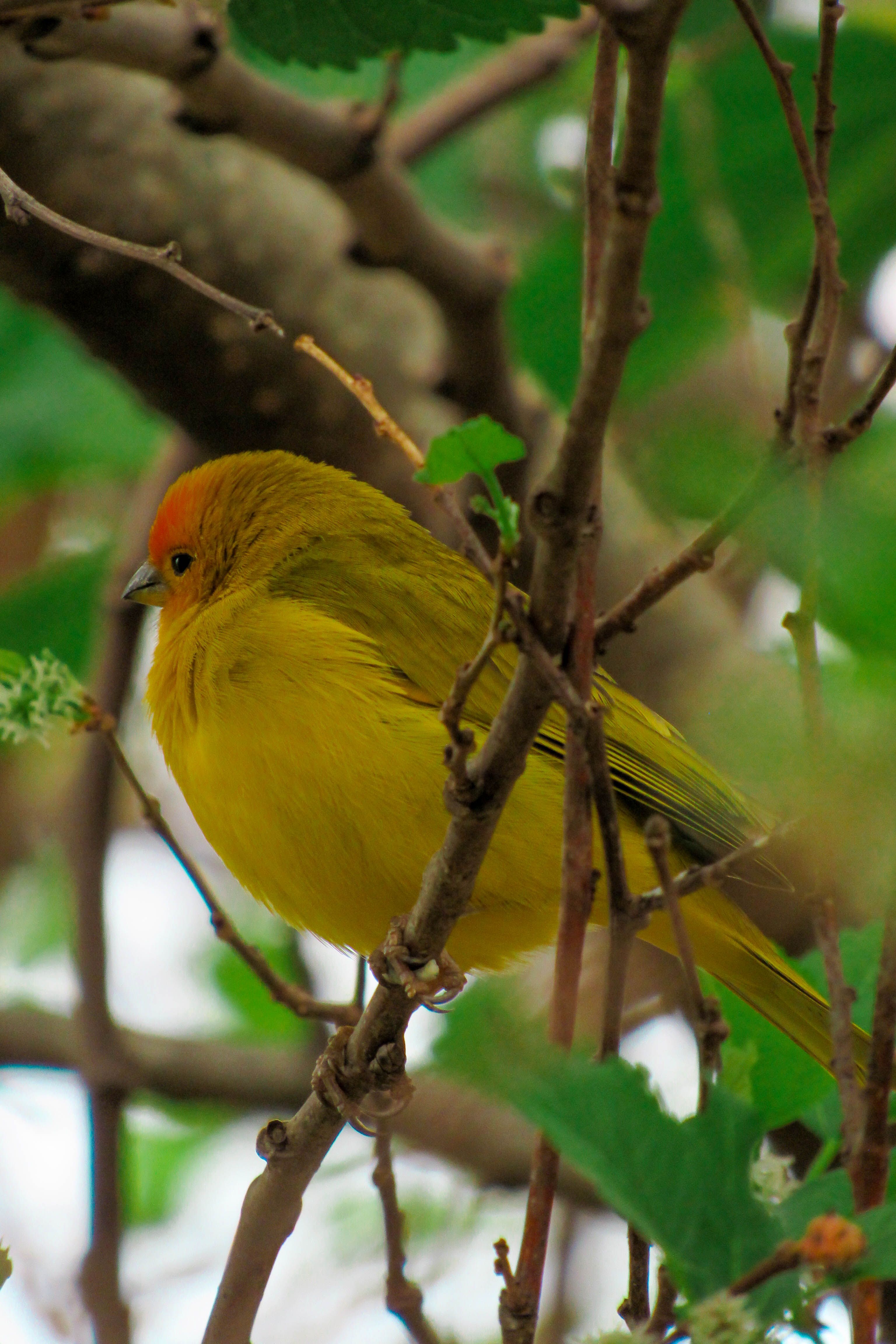 10 000+ Canari Wallpaper banque d’images et photos libres de droit ...