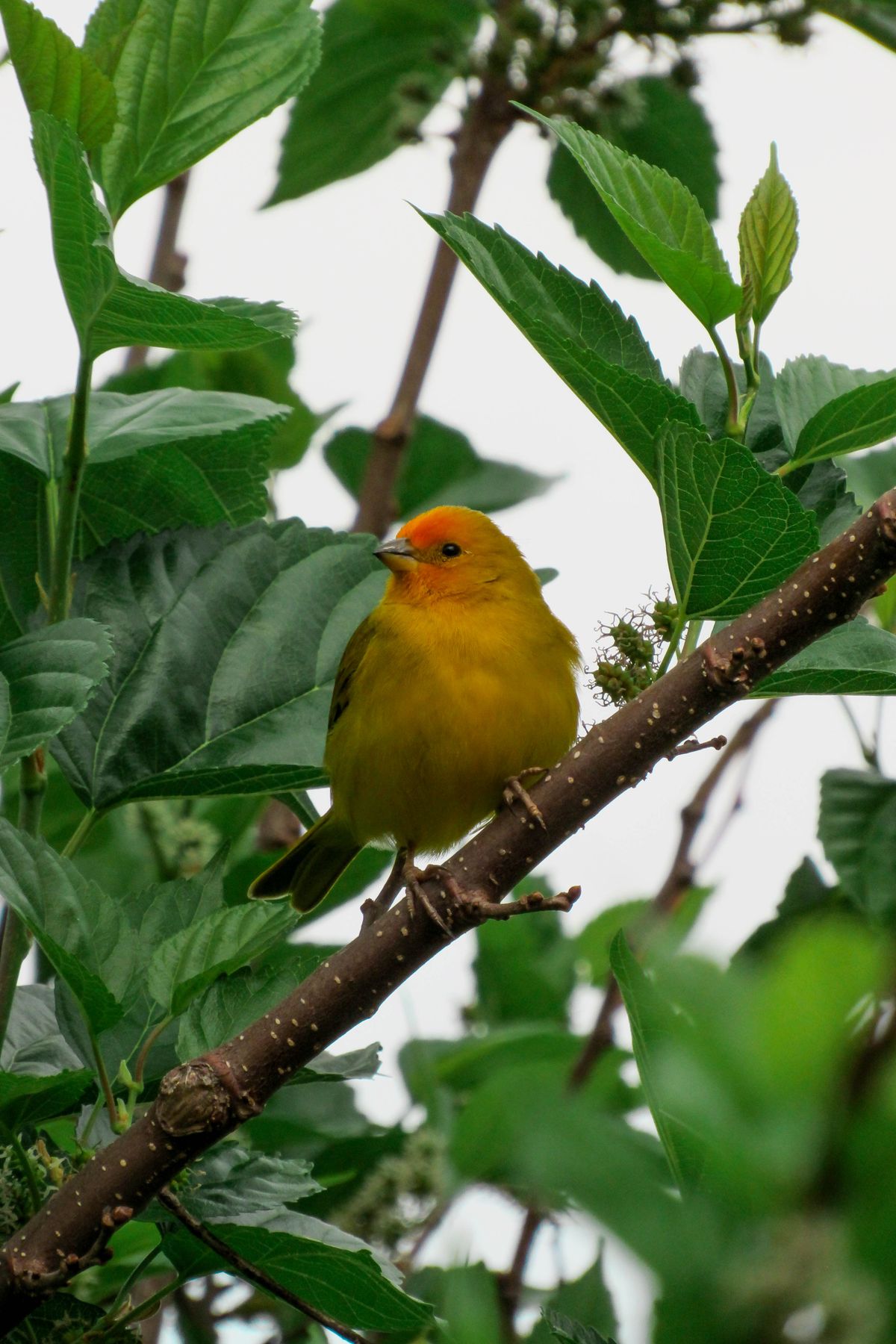 Canary Bird Photos, Download The BEST Free Canary Bird Stock Photos ...