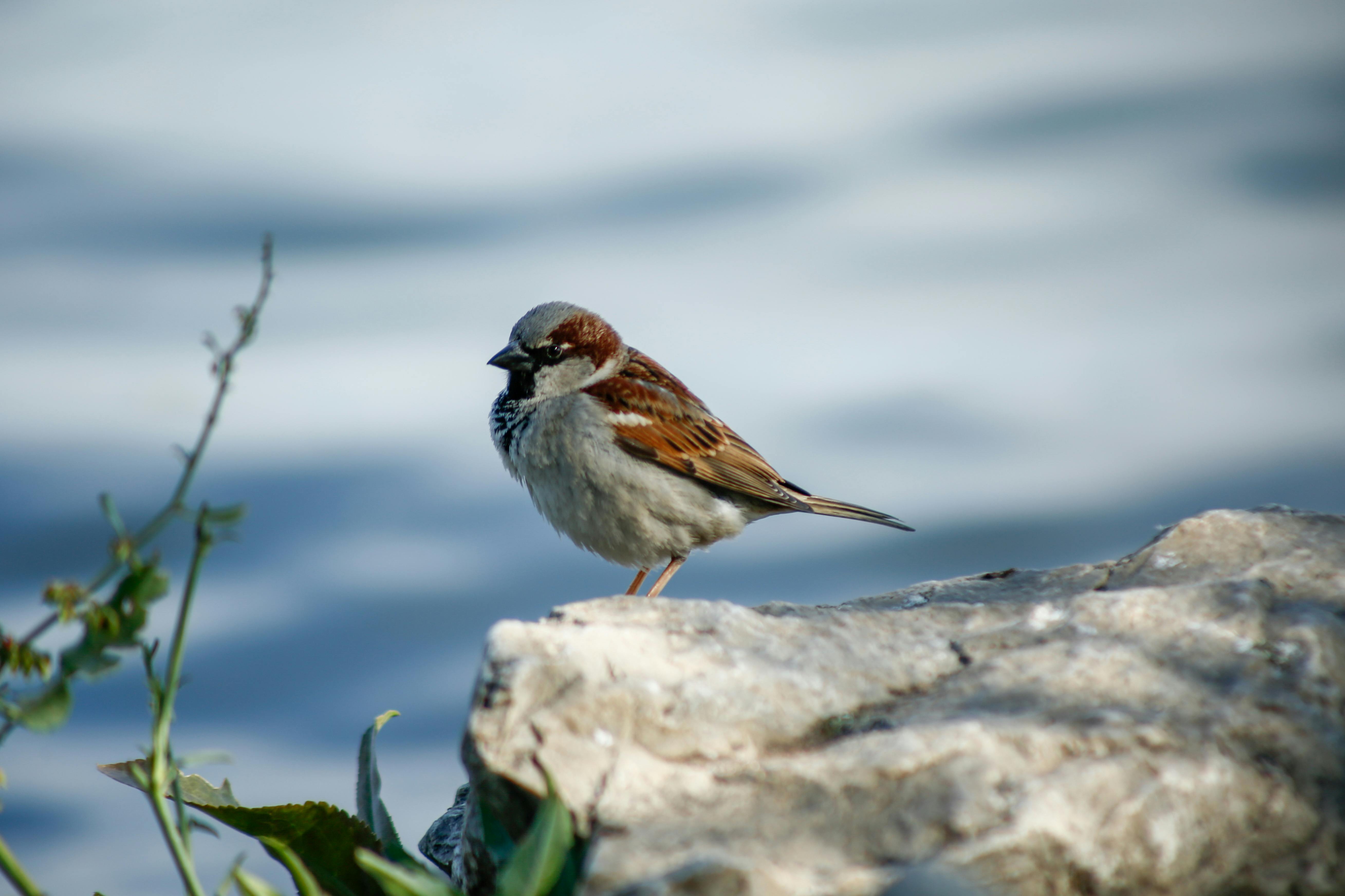 Quiet Focus Photos, Download The BEST Free Quiet Focus Stock Photos ...