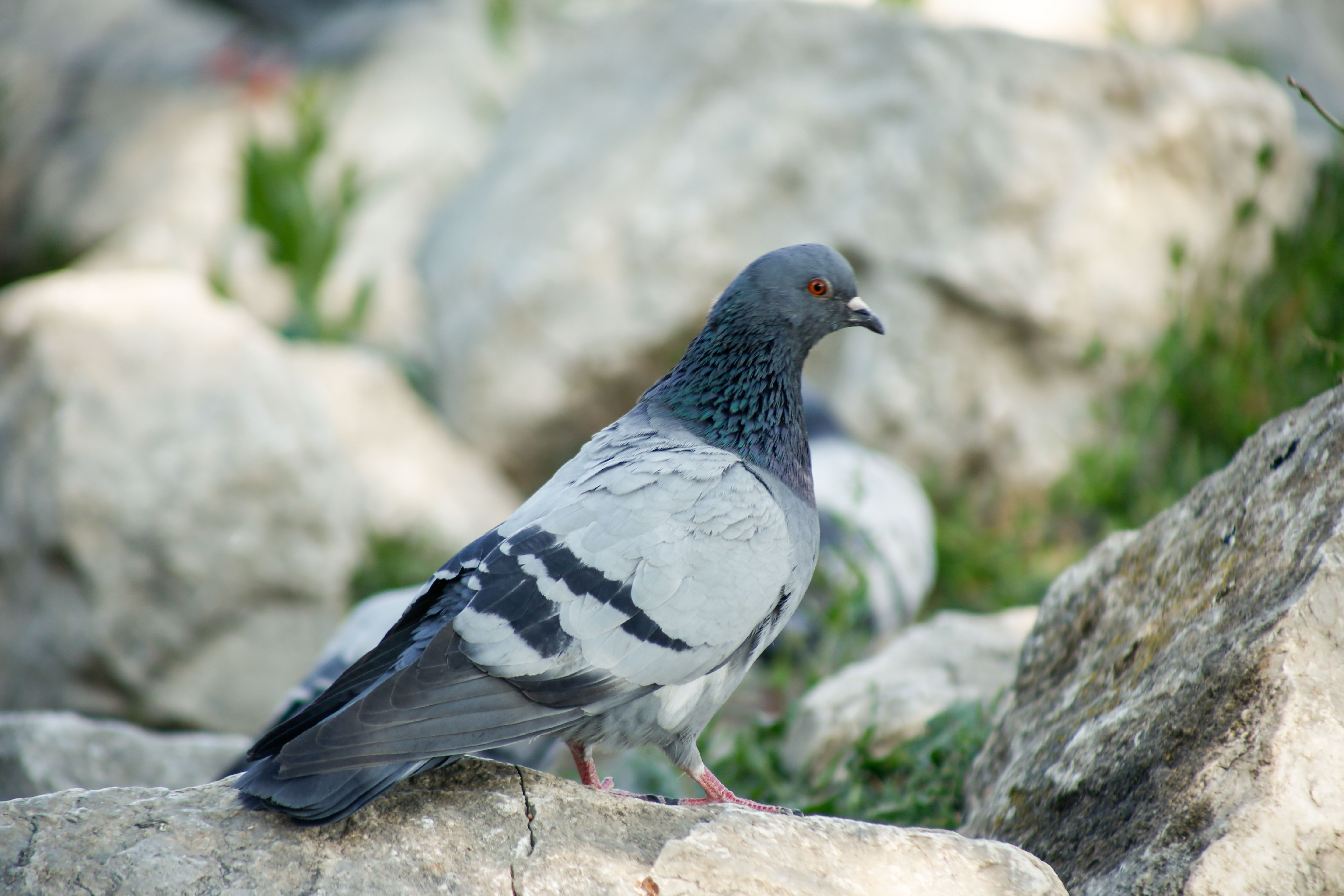Pigeon Natural Habitat Photos, Download The BEST Free Pigeon Natural ...