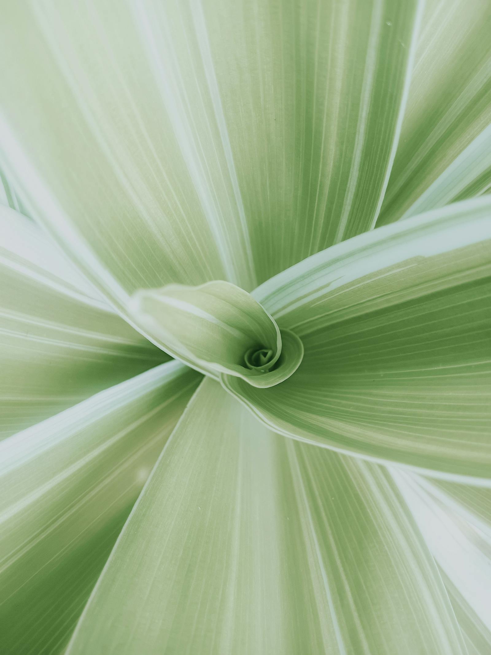 Green Pattern Photos, Download The BEST Free Green Pattern Stock Photos ...
