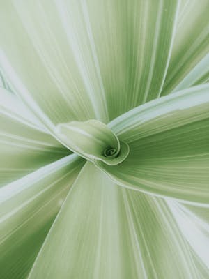 Green Pattern Photos, Download The BEST Free Green Pattern Stock Photos ...