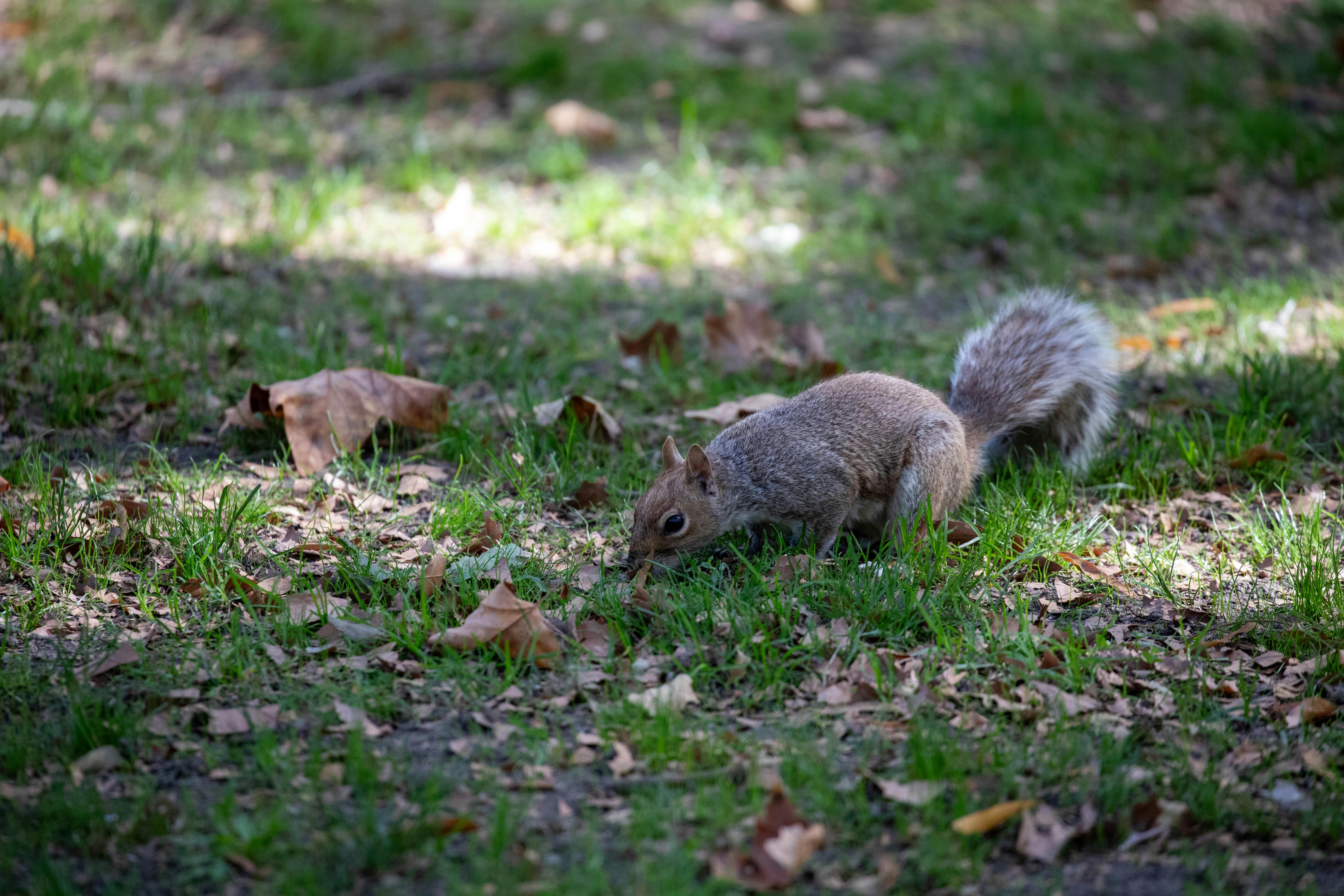 Gray Squirrel Foraging on Grass in New York Park · Free Stock Photo