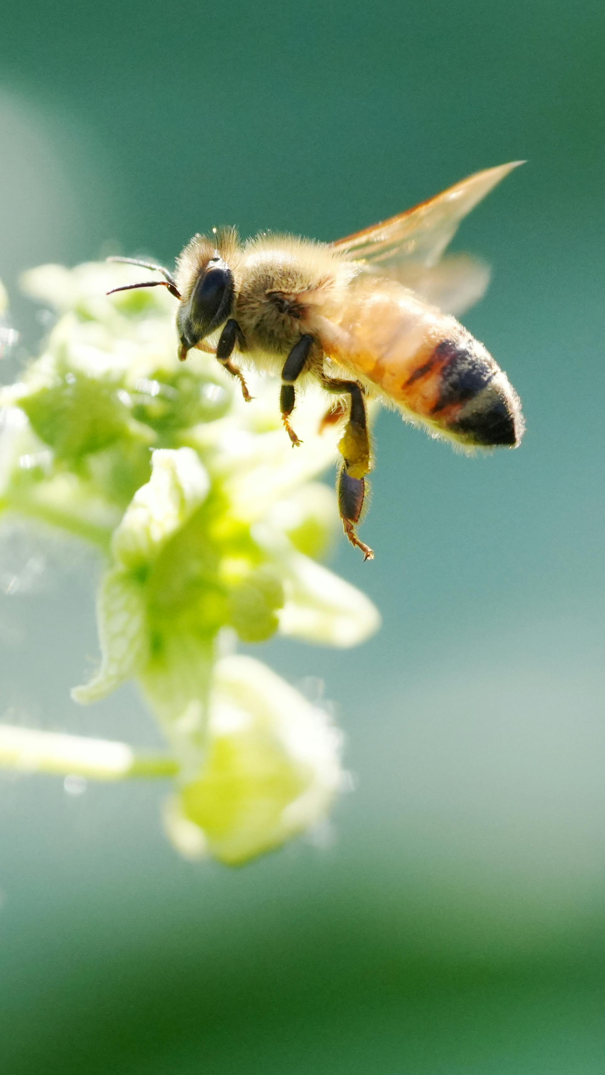 Macro Photography Of Bee · Free Stock Photo