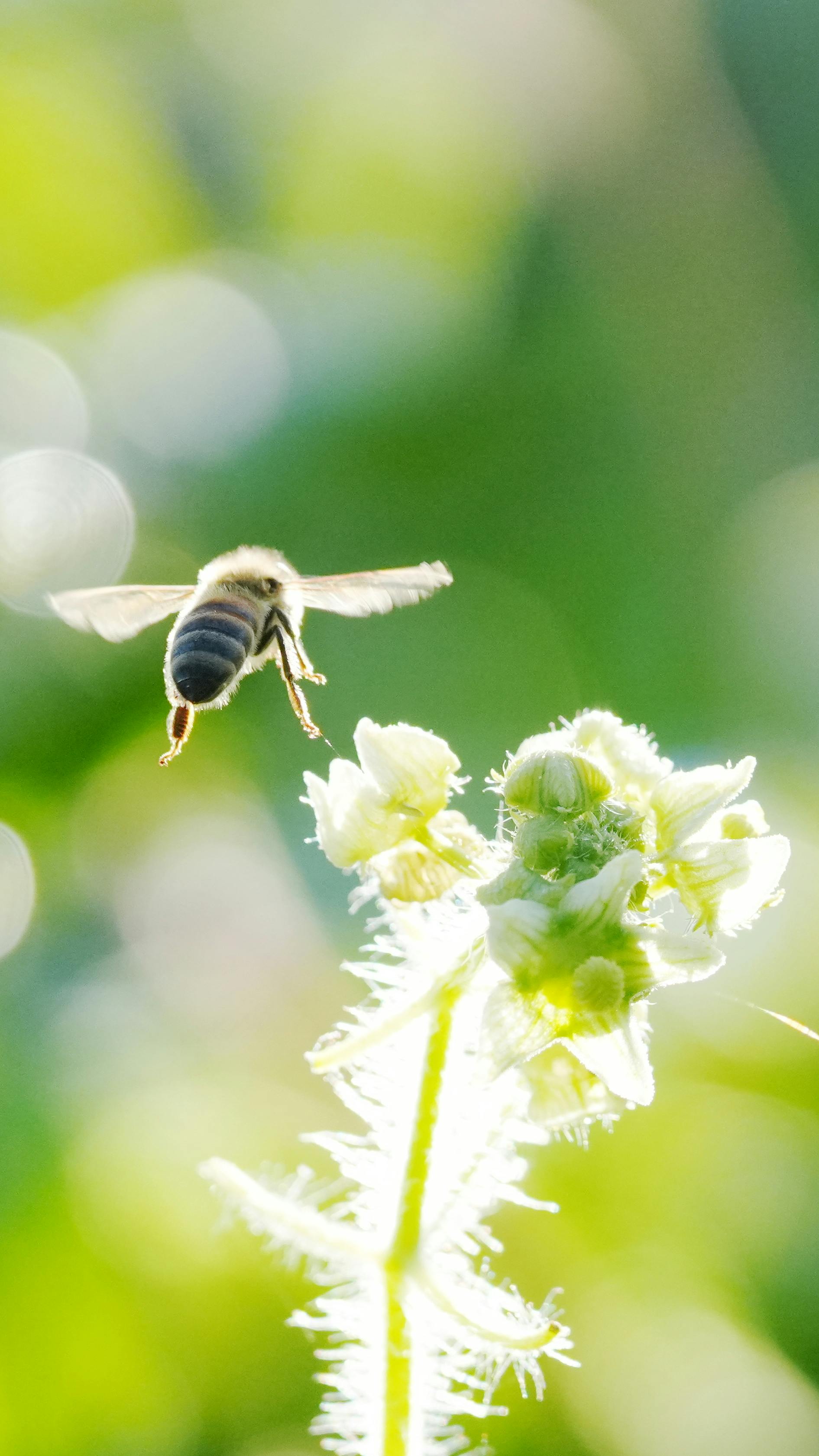 Honey Bee In Flight Photos, Download The BEST Free Honey Bee In Flight ...