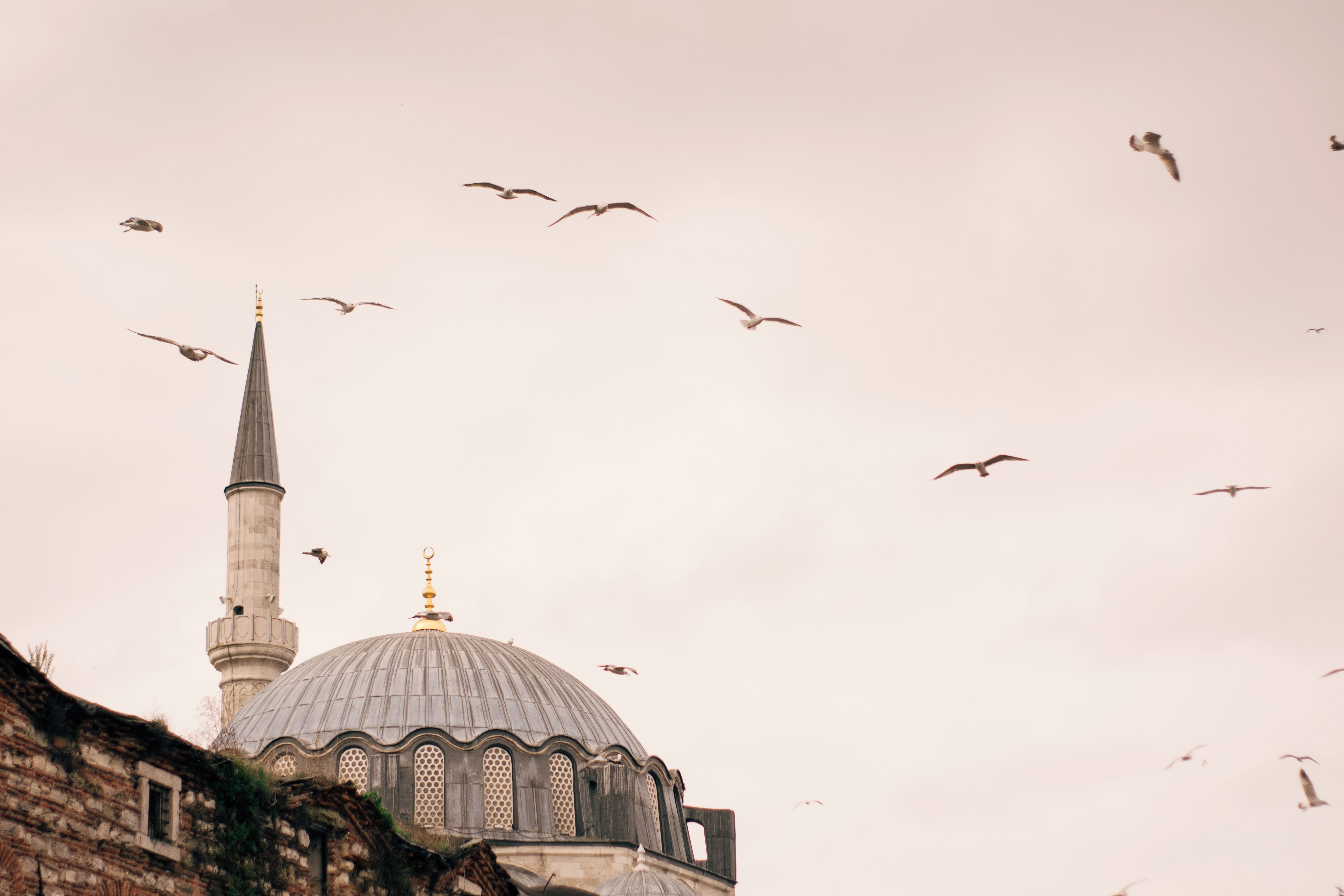 Majestic Mosque Dome with Soaring Birds · Free Stock Photo