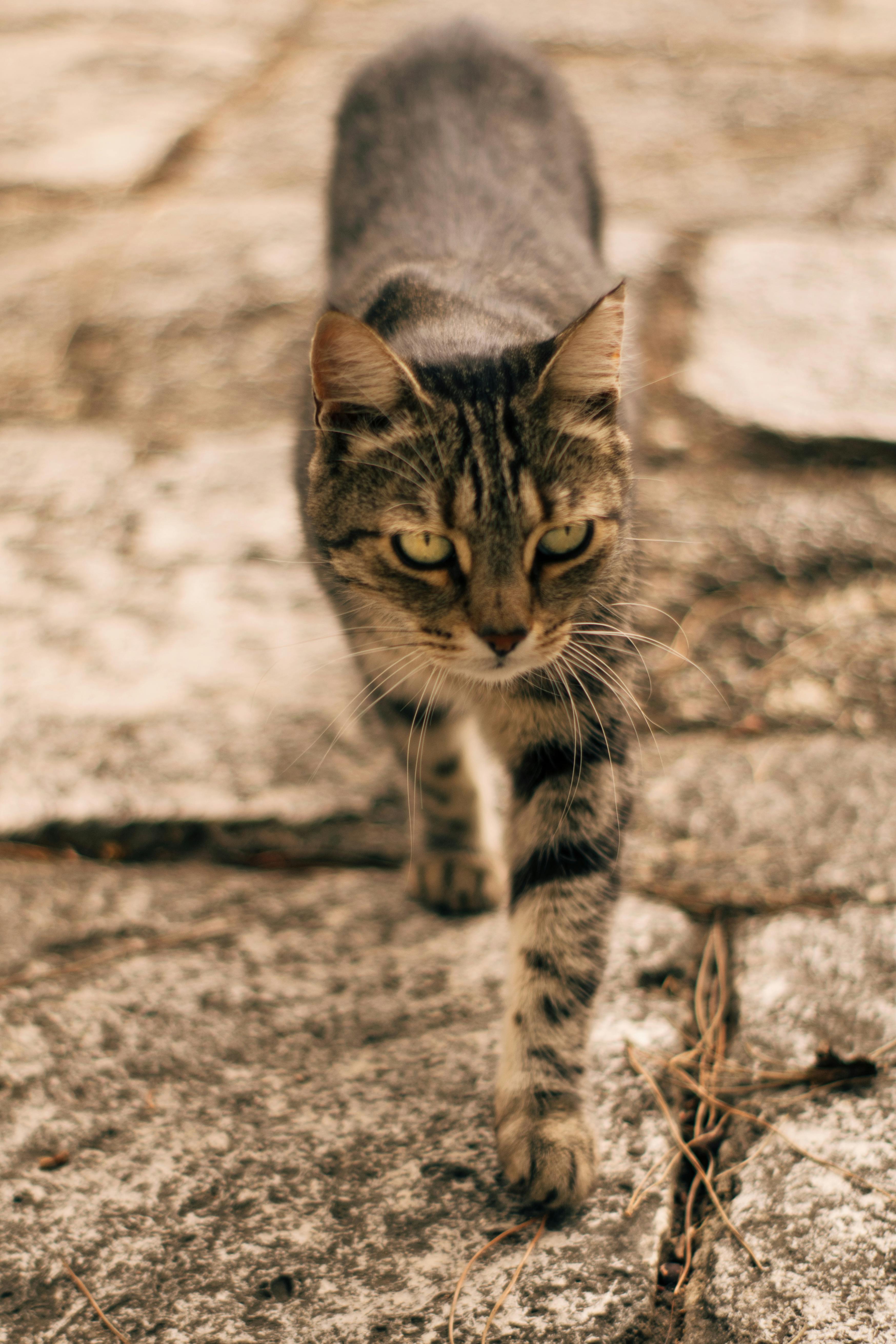 Close-up of Tabby Cat Walking on Stone Pathway · Free Stock Photo