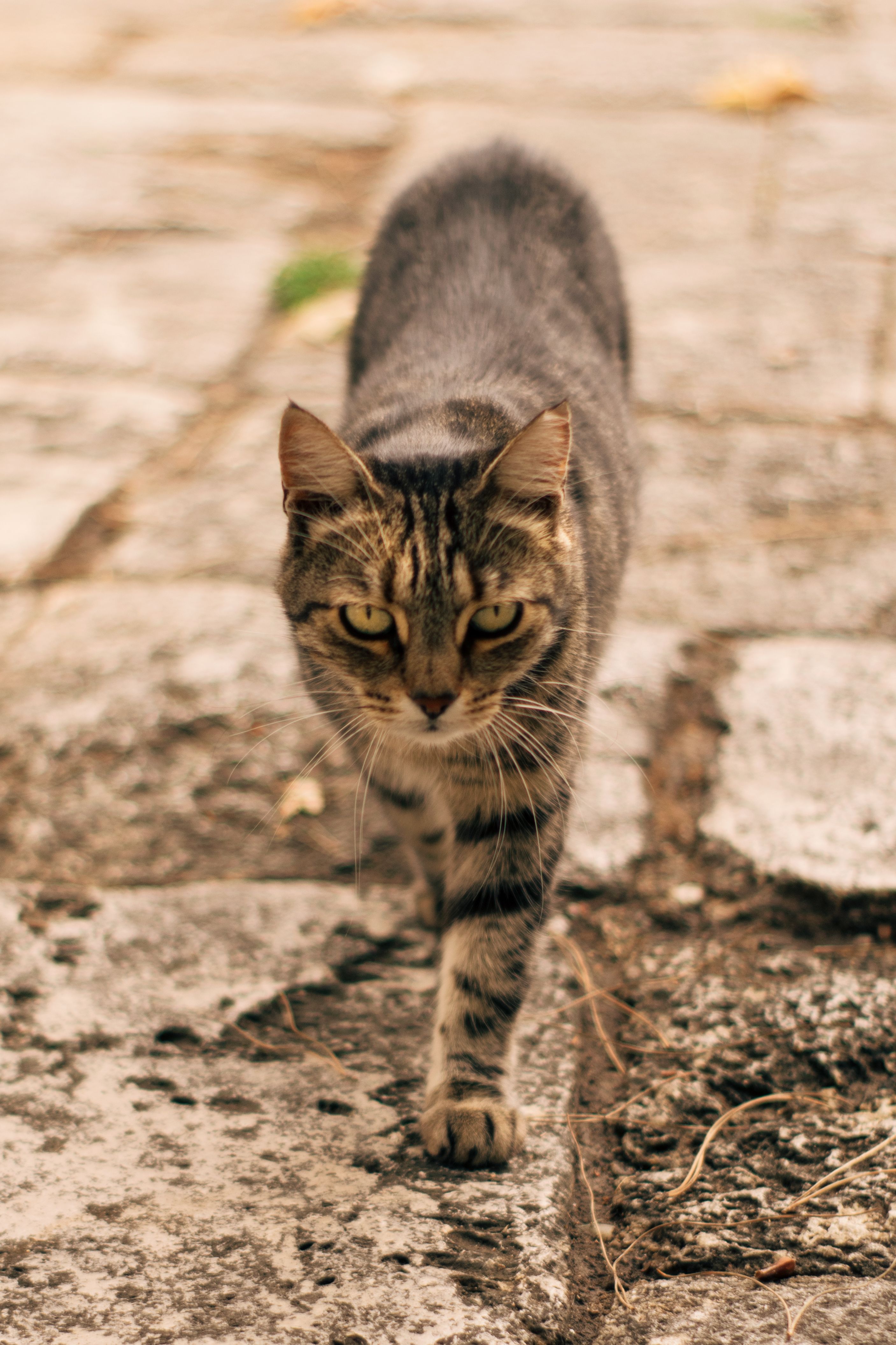Tabby Cat Walking on Stone Path Outdoors · Free Stock Photo
