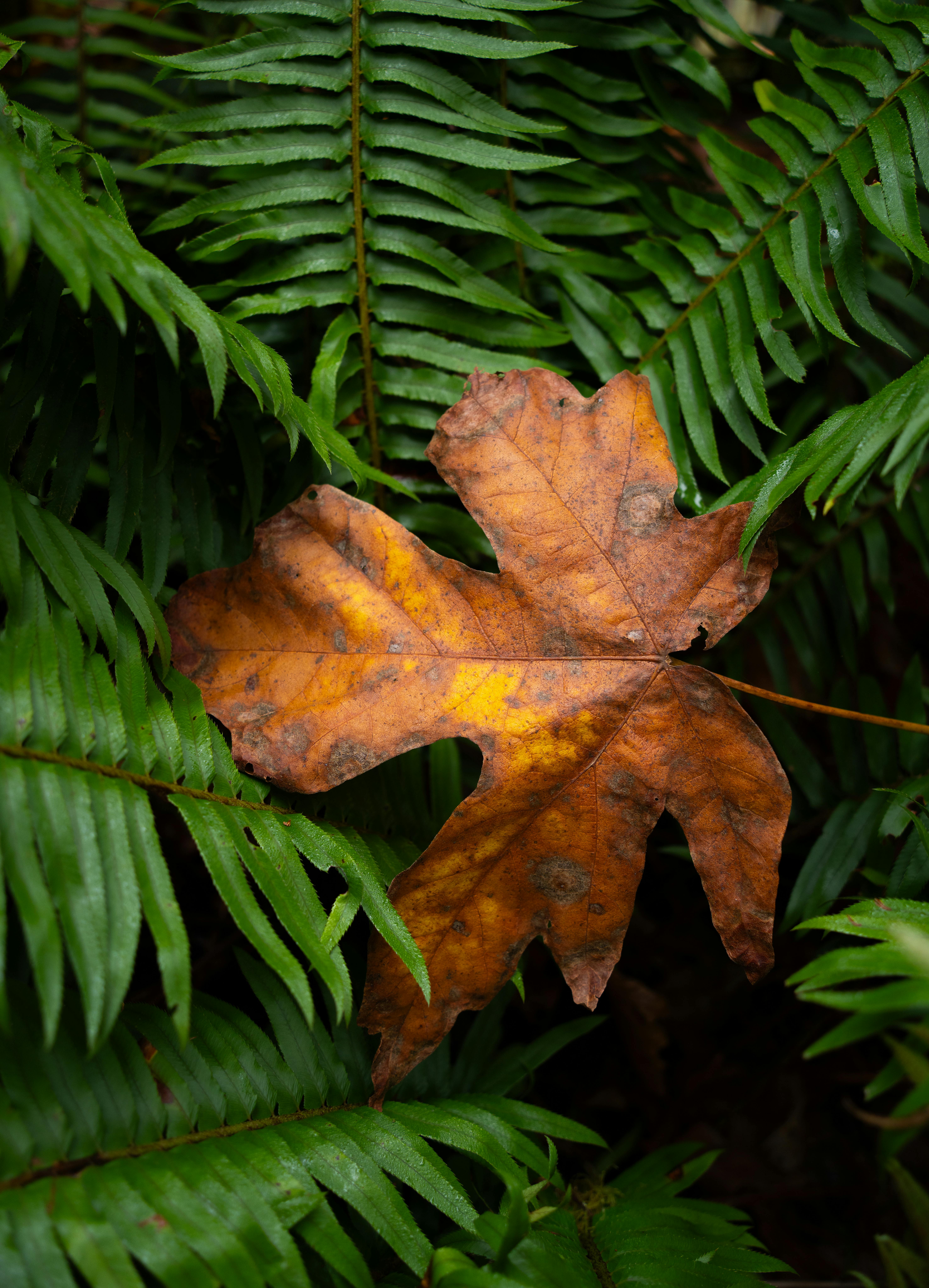 Autumn Leaf in Lush Green Ferns Forest Scene · Free Stock Photo
