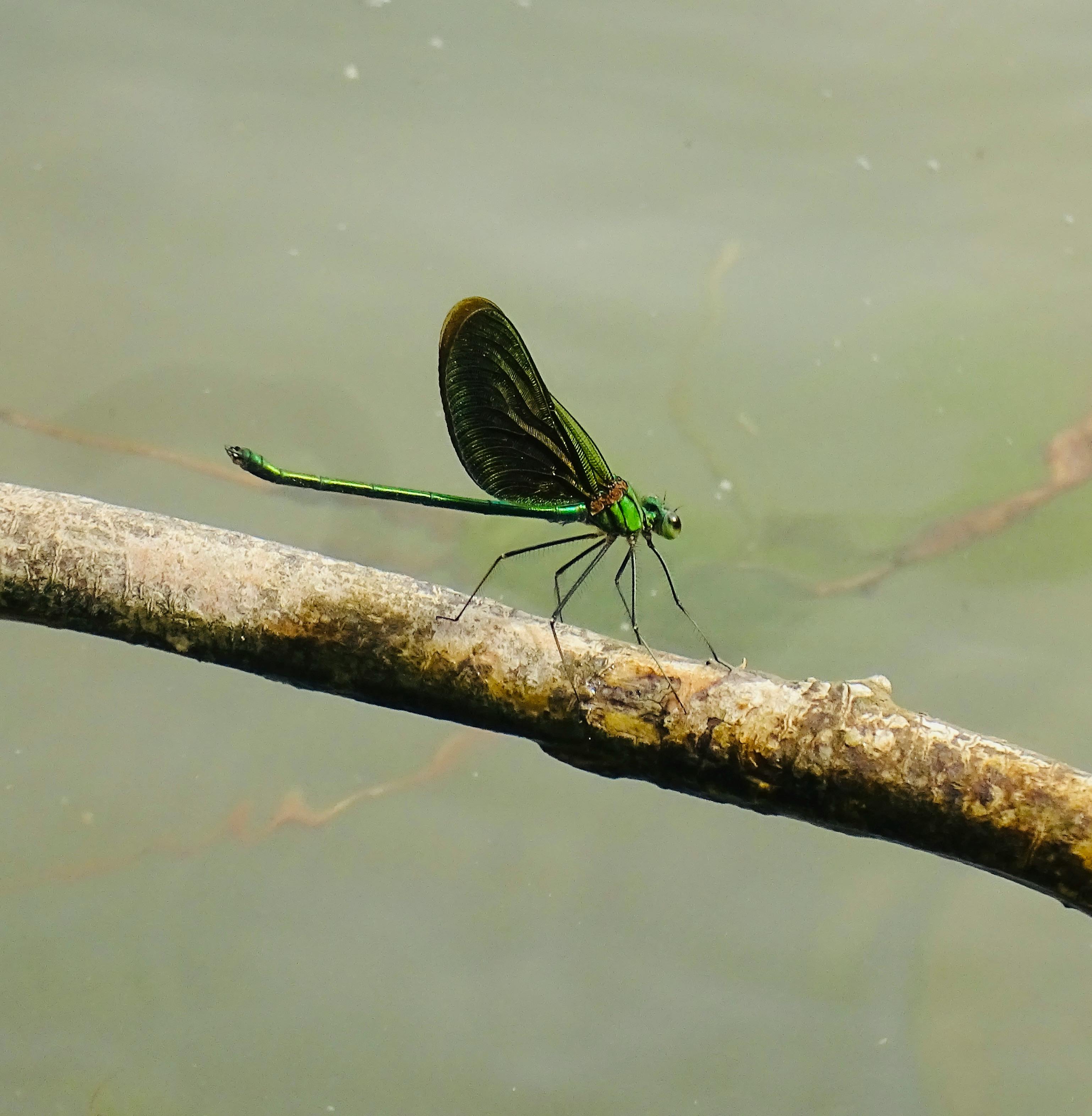 Emerald Green Dragonfly Perched on Branch Over Water · Free Stock Photo