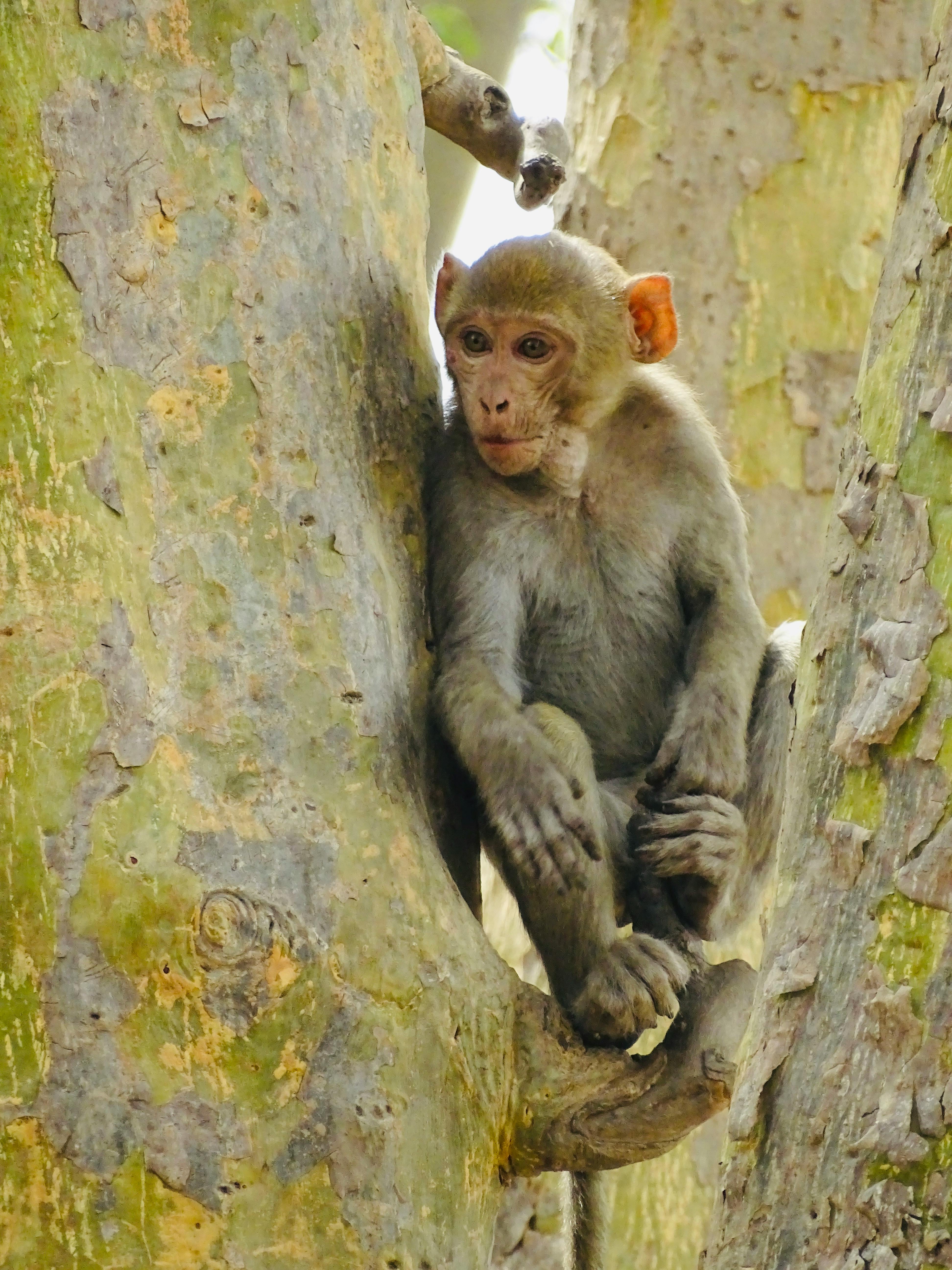Young Rhesus Macaque Resting on Tree · Free Stock Photo