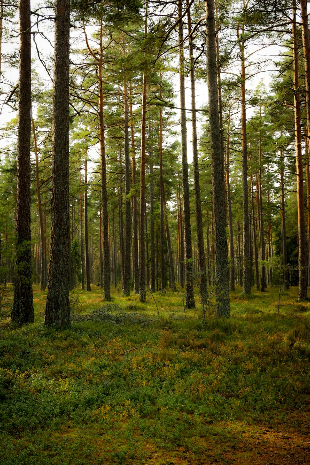 245.154+ Fotos y Imágenes de Bosque de pinos Gratis · Banco de Fotos Gratis